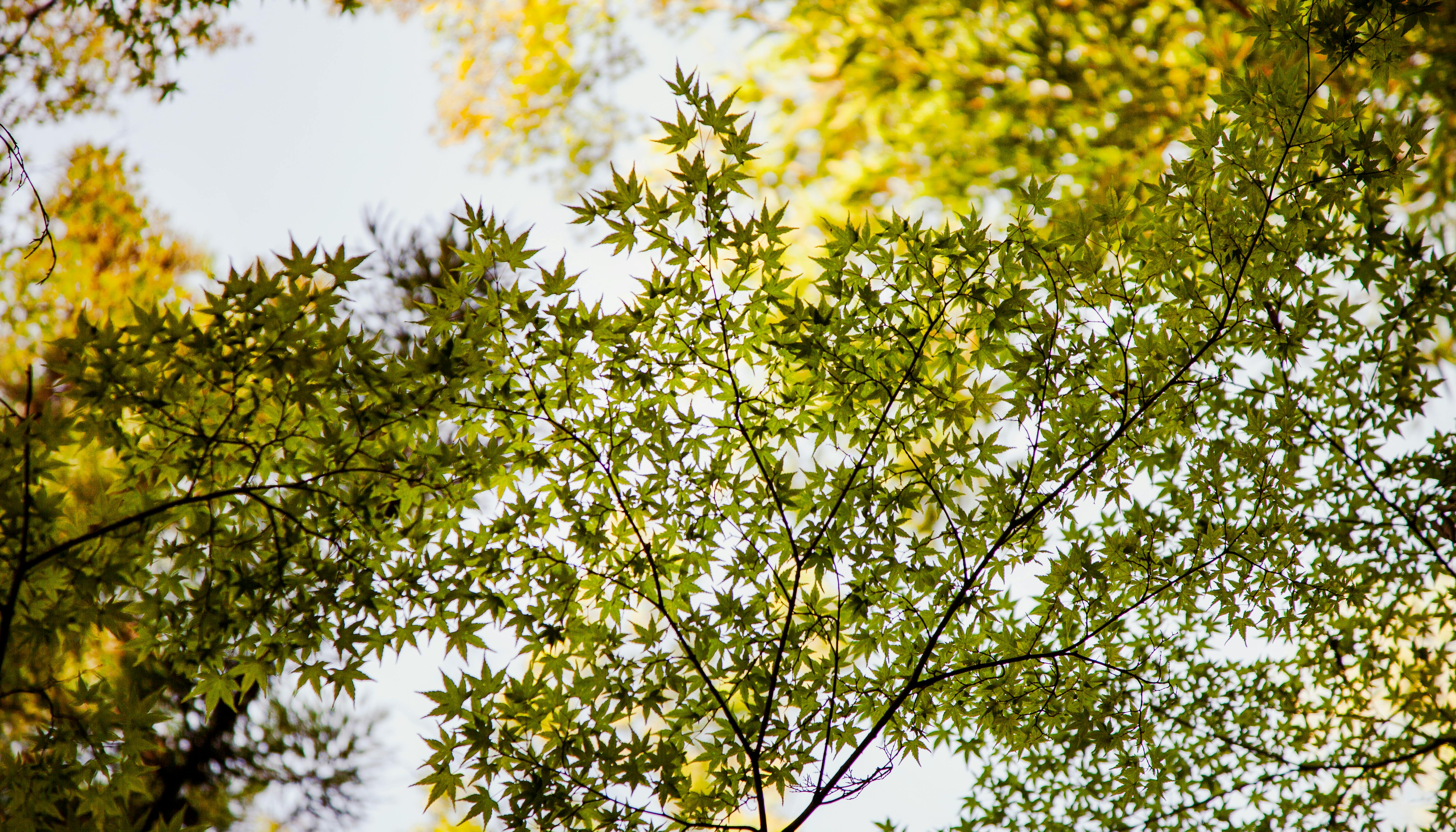 Green Tree Leaves · Free Stock Photo