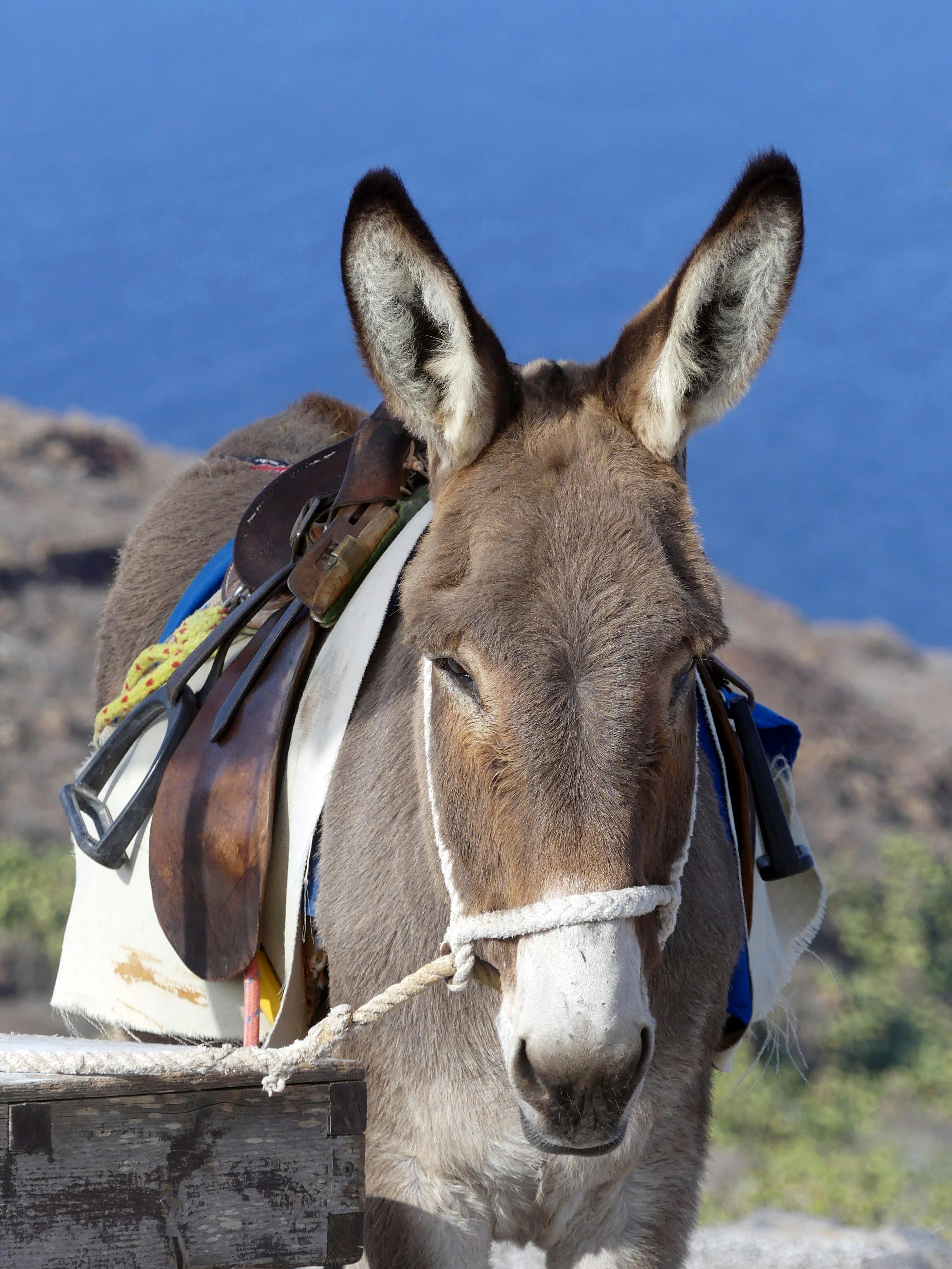 A Donkey Standing Behind Big Rocks · Free Stock Photo