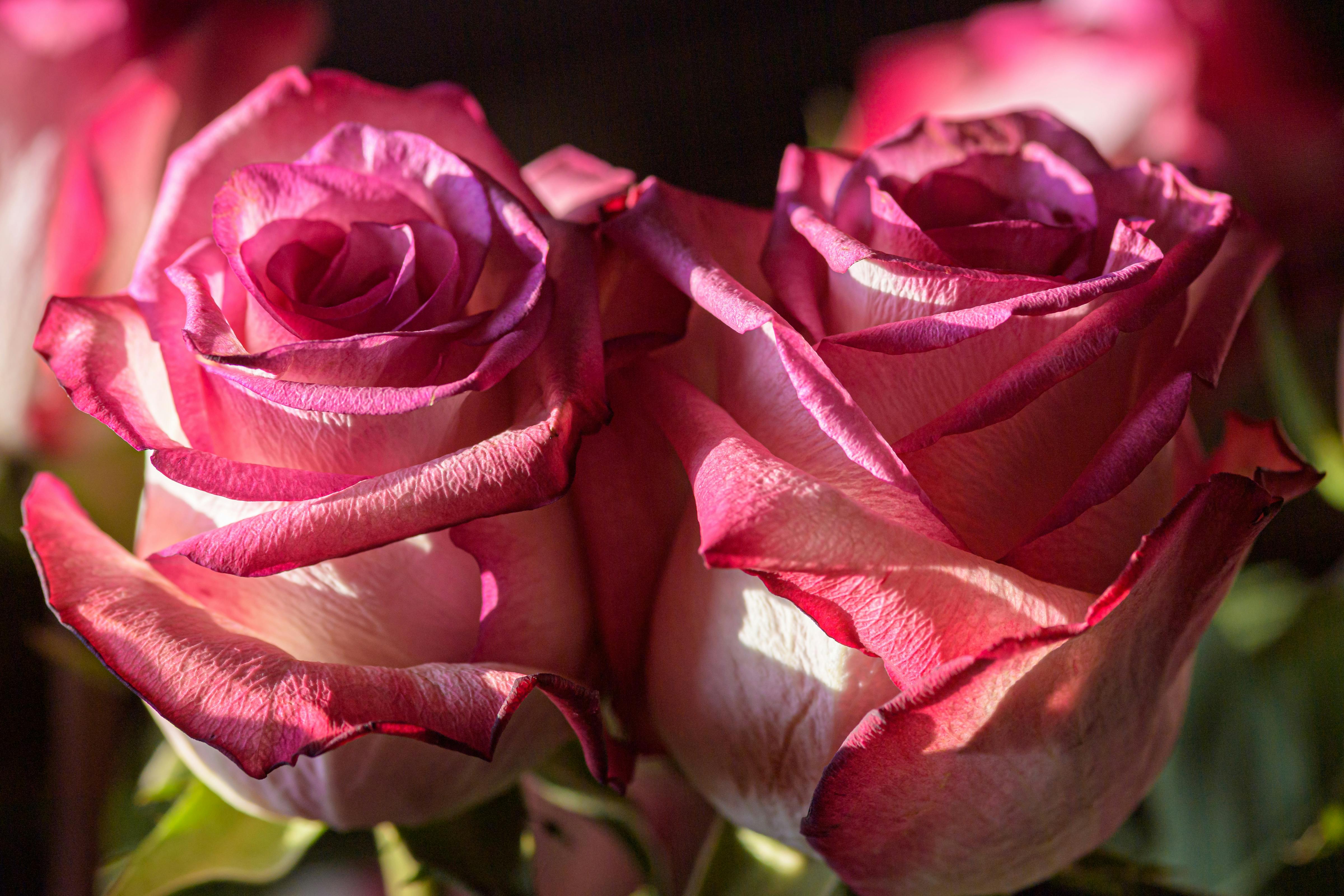 Close-Up Shot of Pink Roses in Bloom · Free Stock Photo
