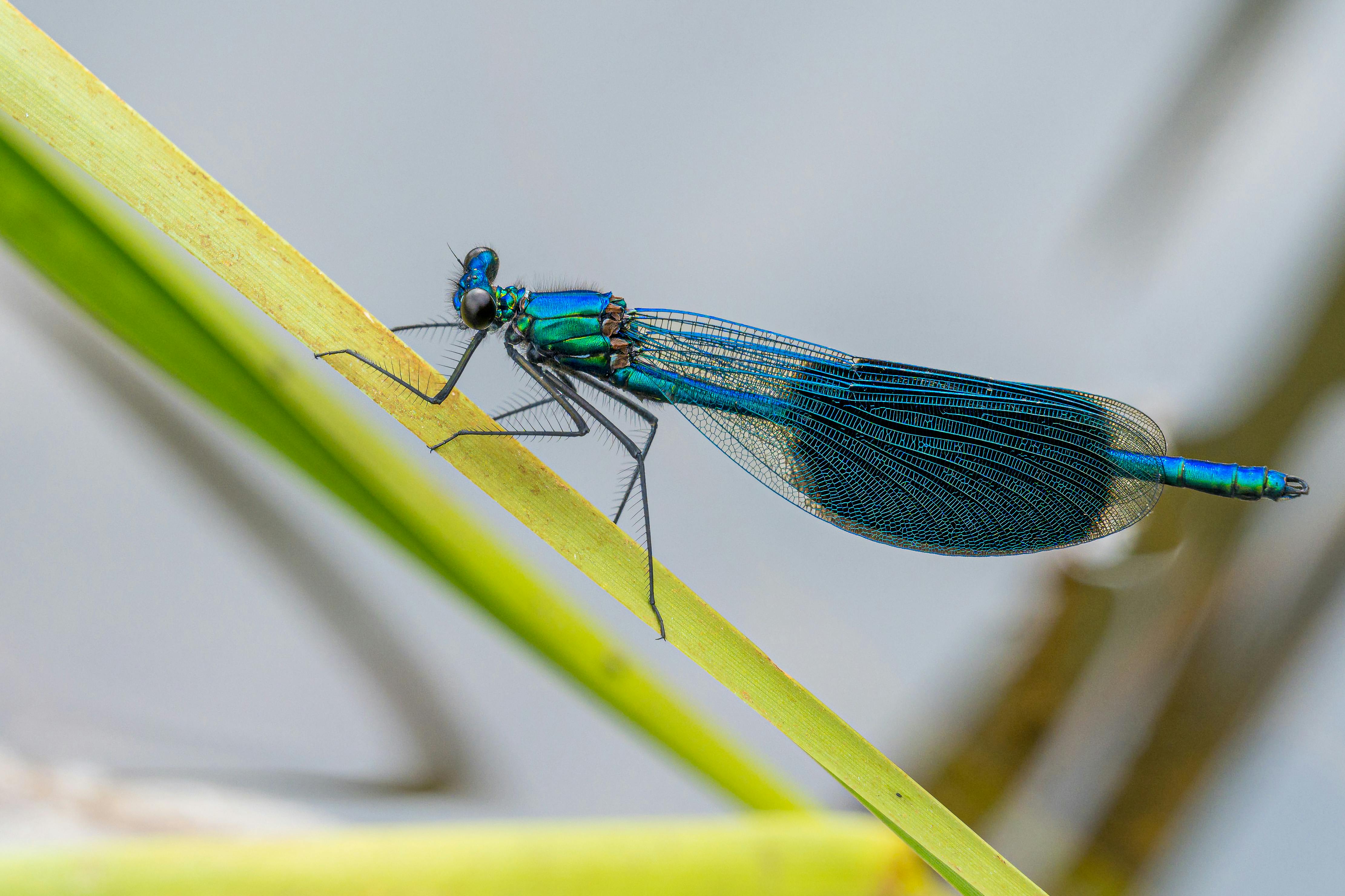 100,000+ Best Insect Photography Photos · 100% Free Download · Pexels ...