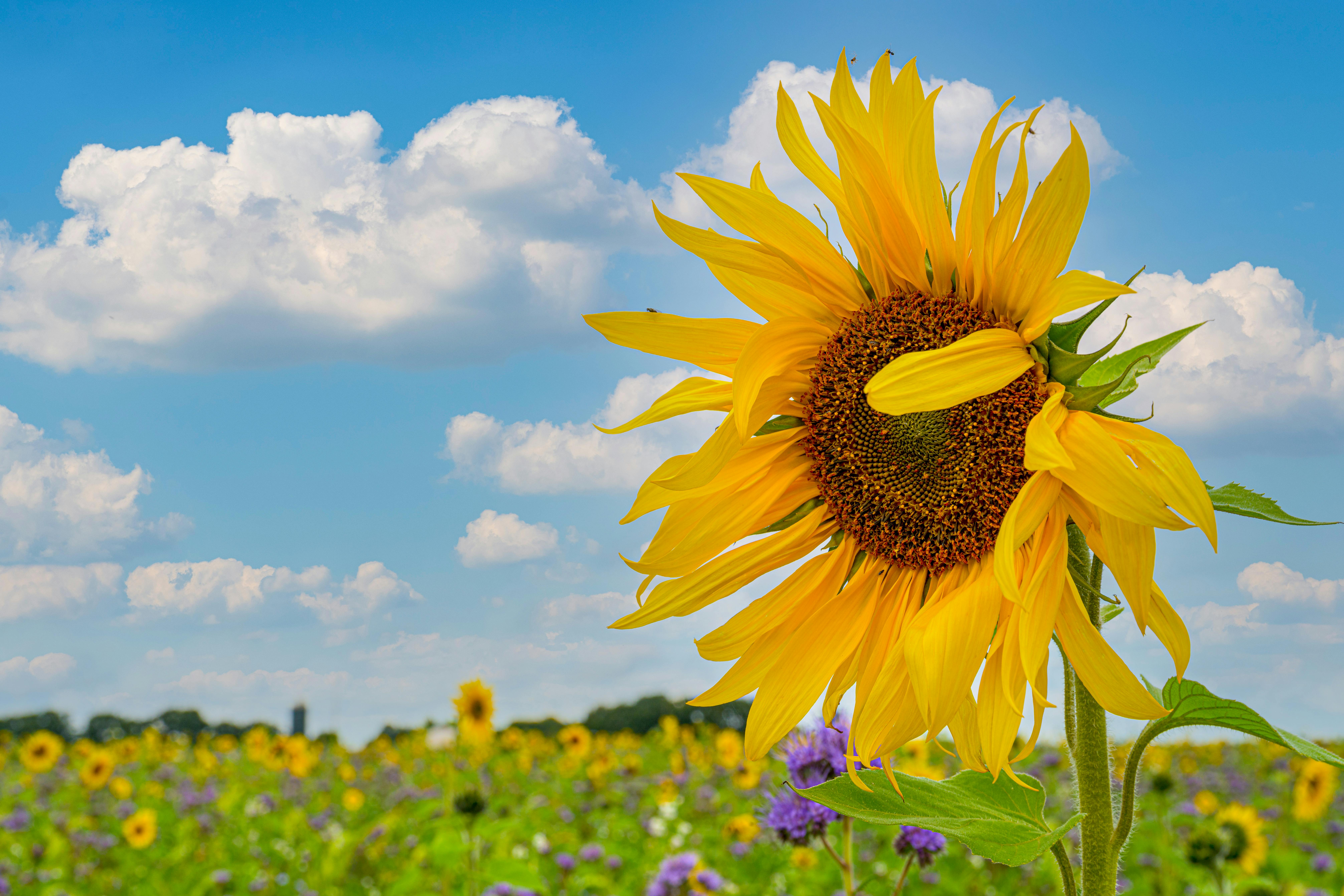 Sunflower in Close Up Photography · Free Stock Photo