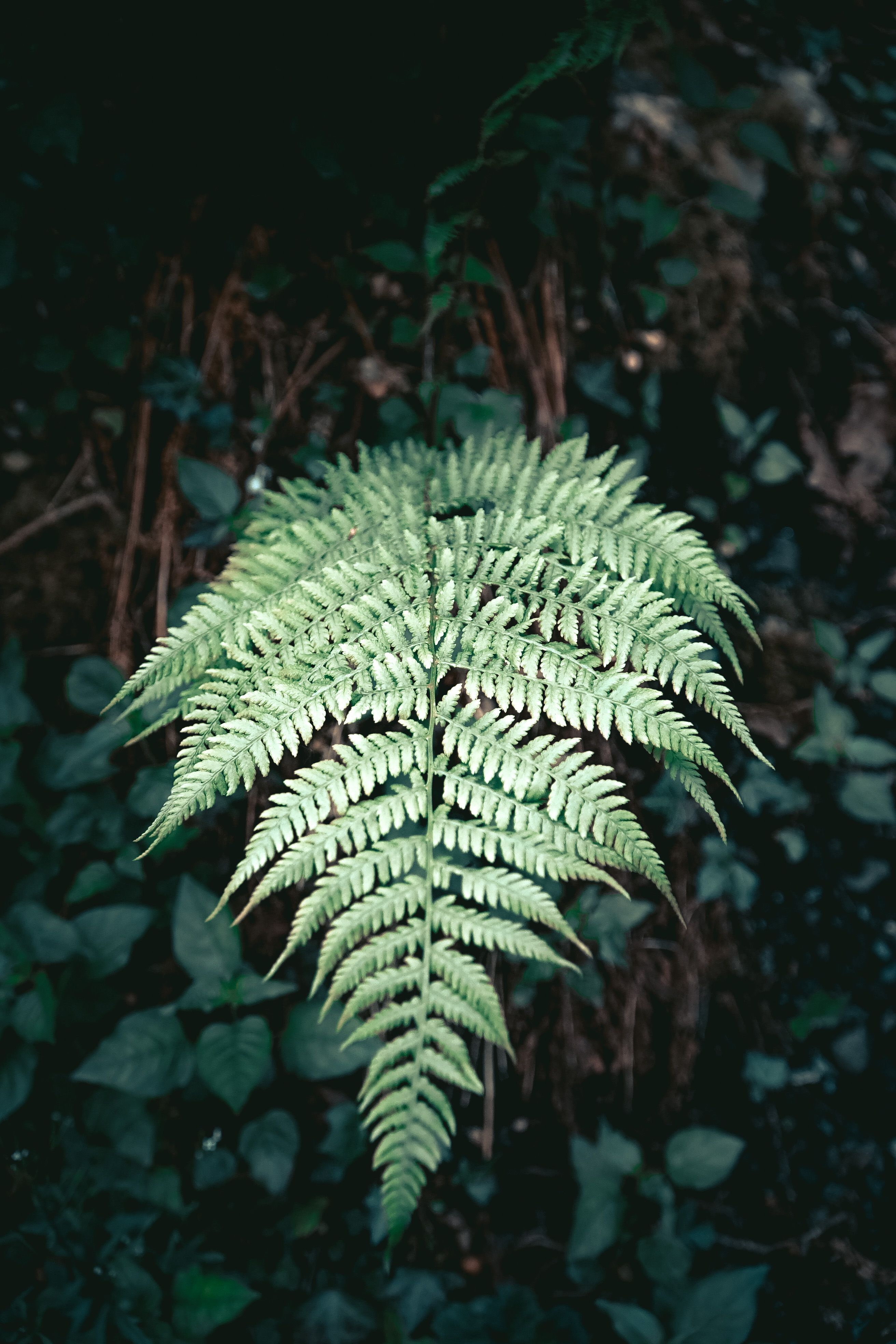 Fern Plant in Close Up Photography · Free Stock Photo