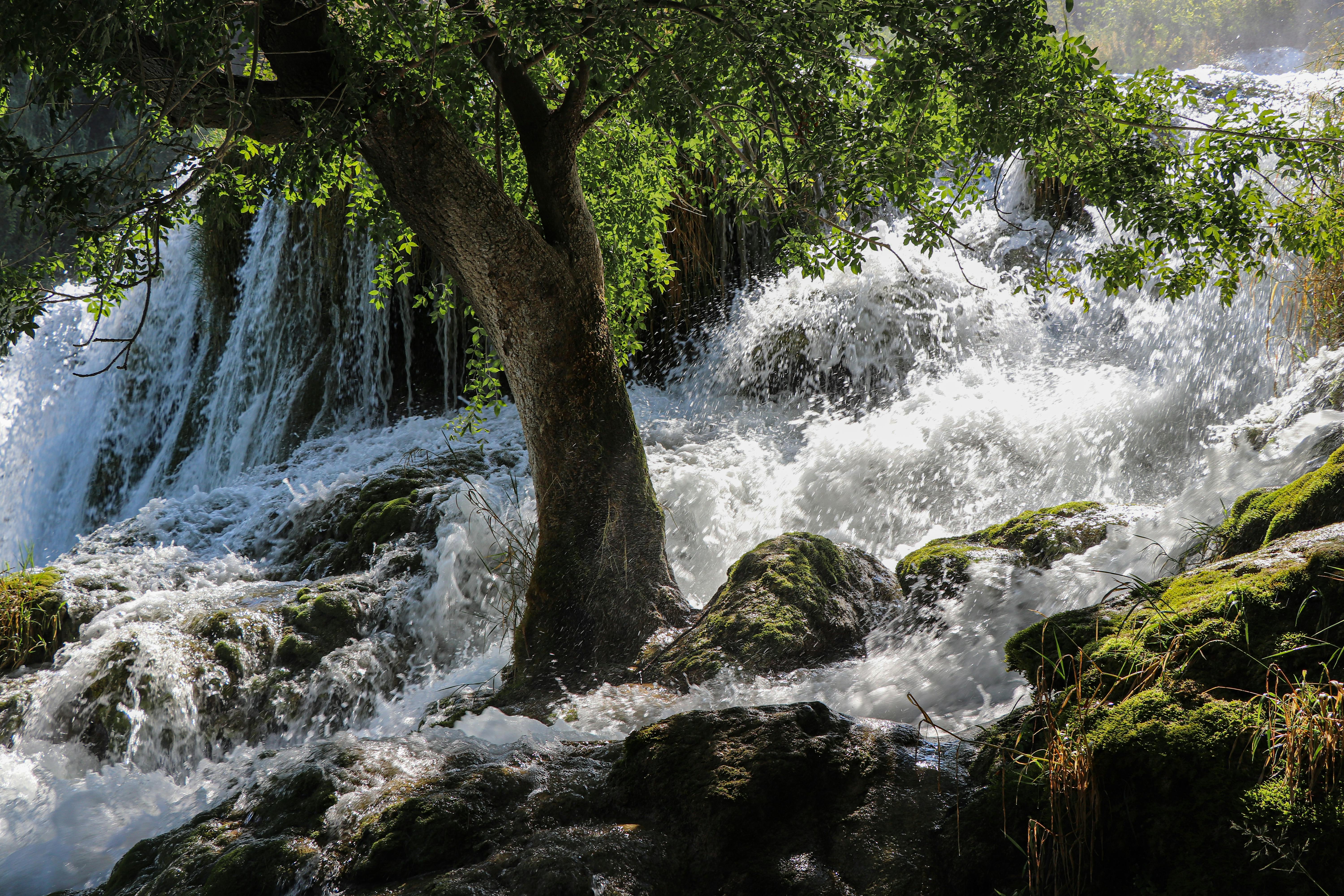 Green Tree on River Near Waterfalls · Free Stock Photo
