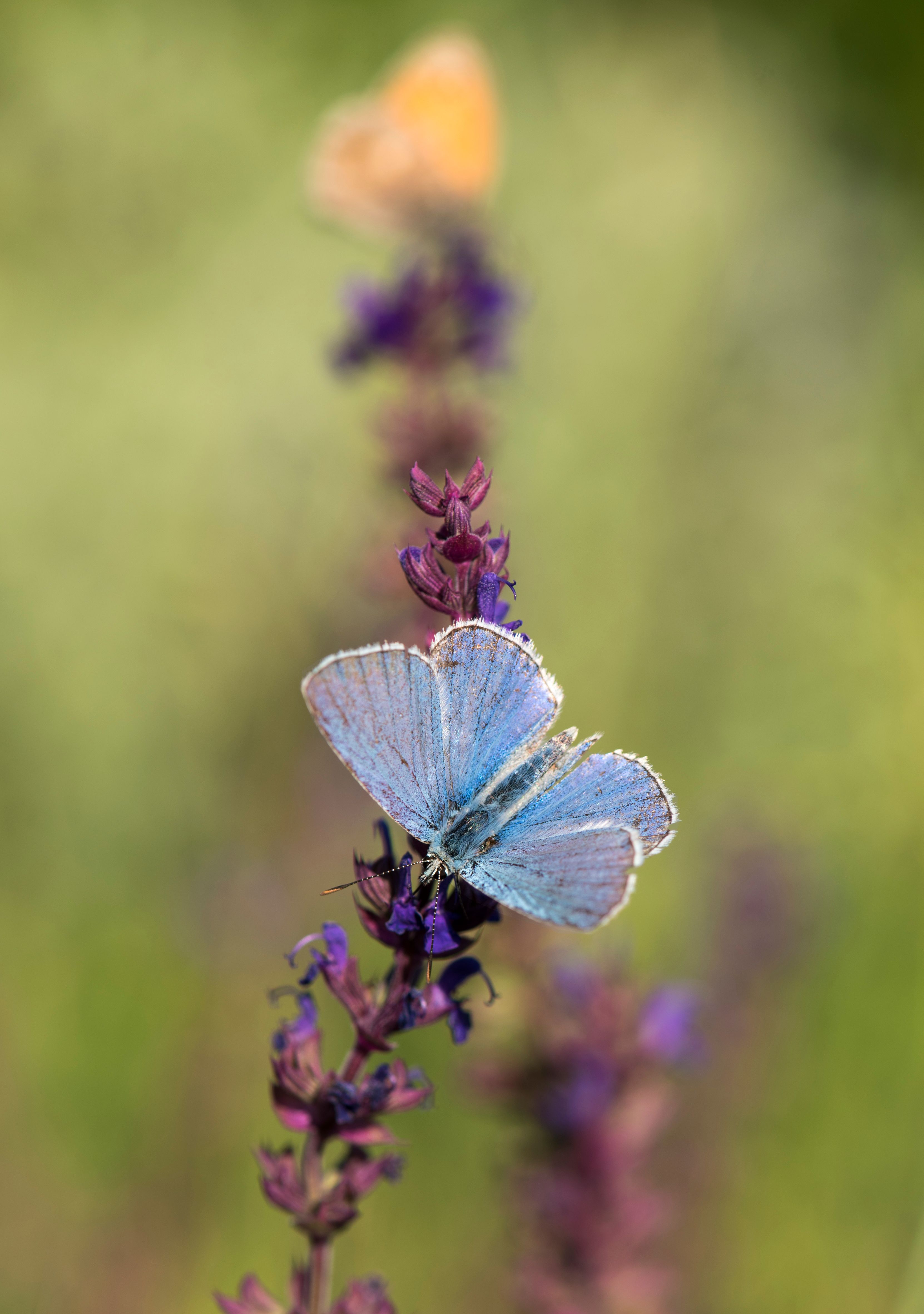 Pozo Blue Sage Photos, Download The BEST Free Pozo Blue Sage Stock ...