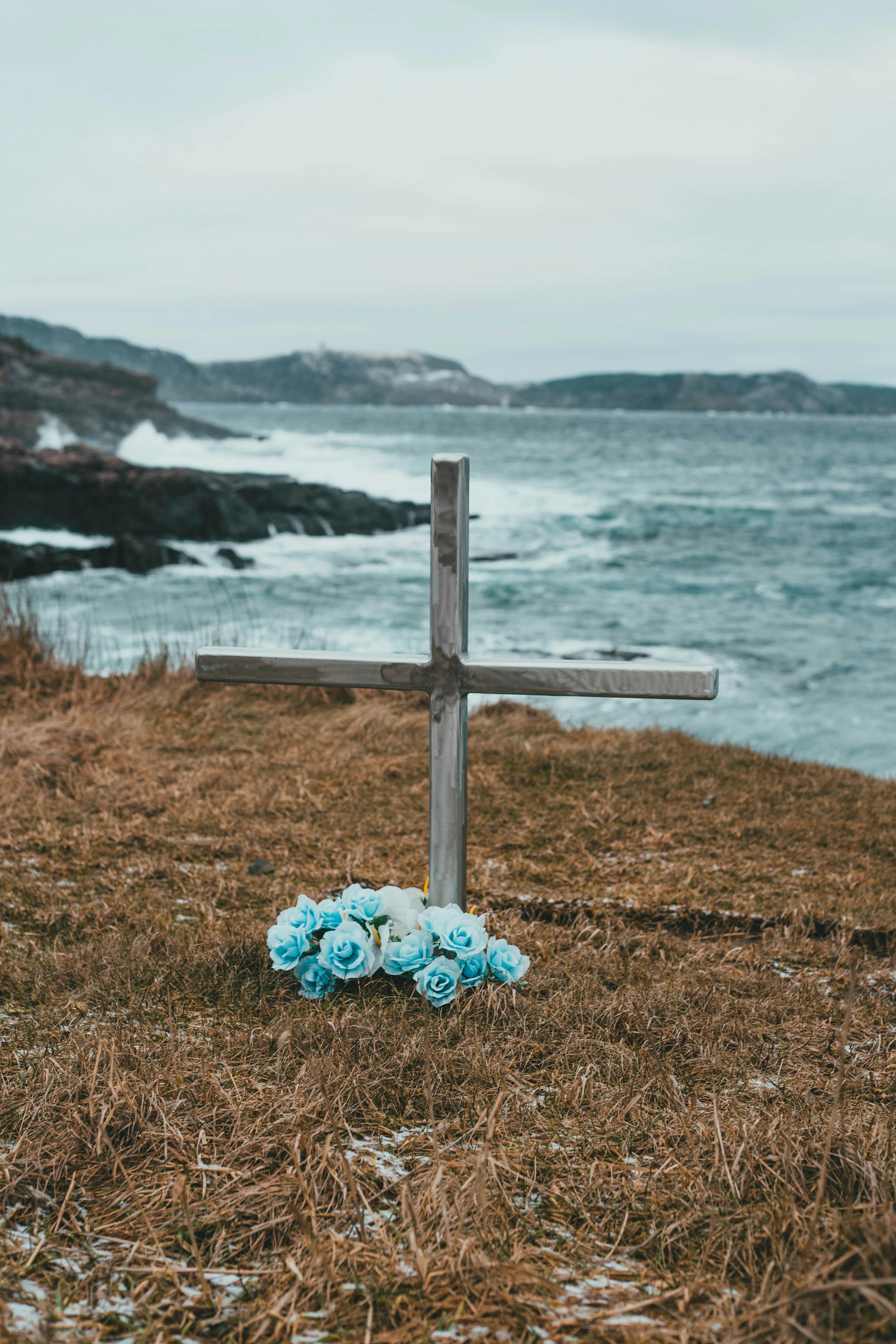 Seaside Flowers Photos, Download The BEST Free Seaside Flowers Stock ...