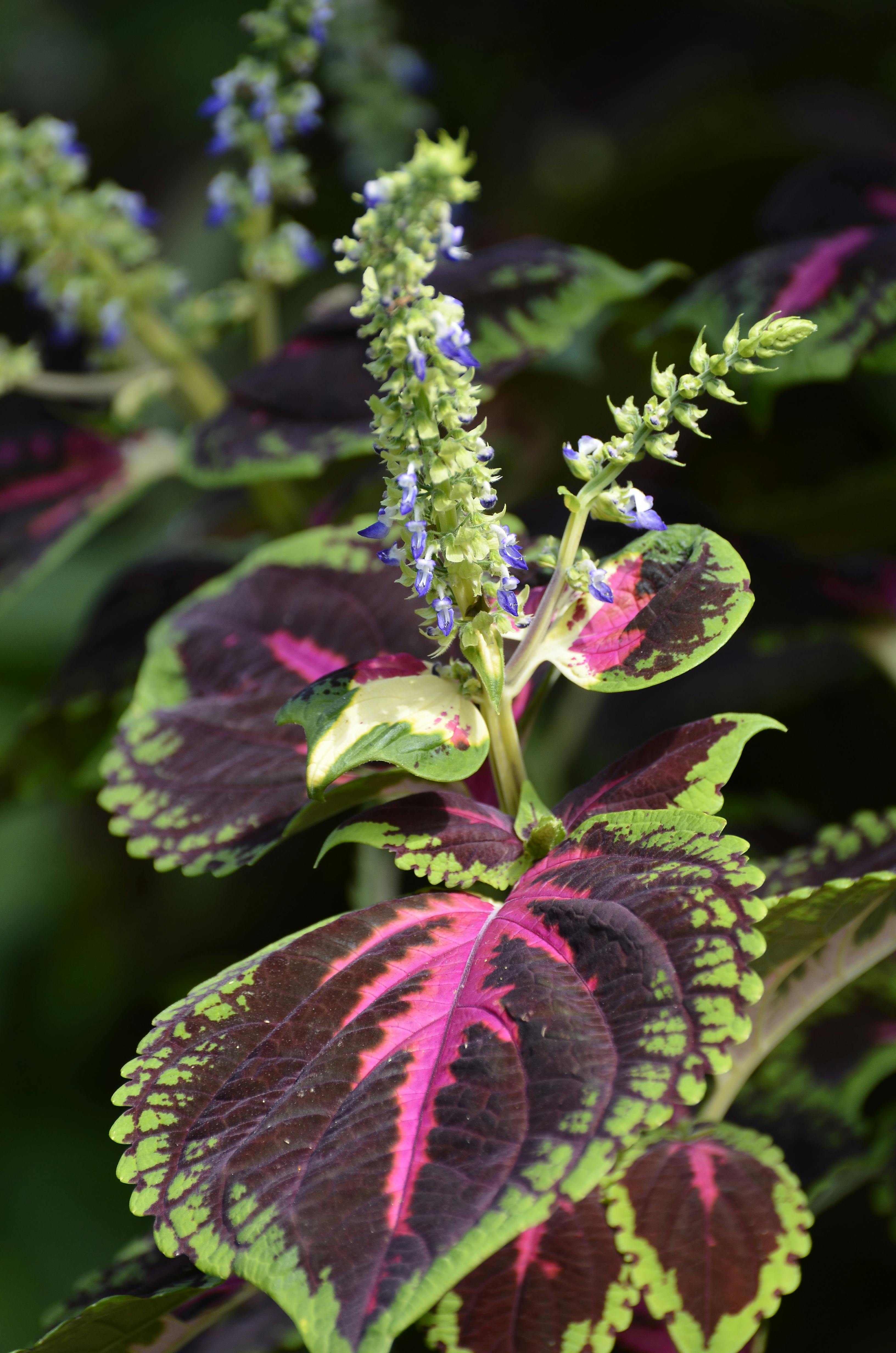 Coleus Plant with Colorful Leaves · Free Stock Photo