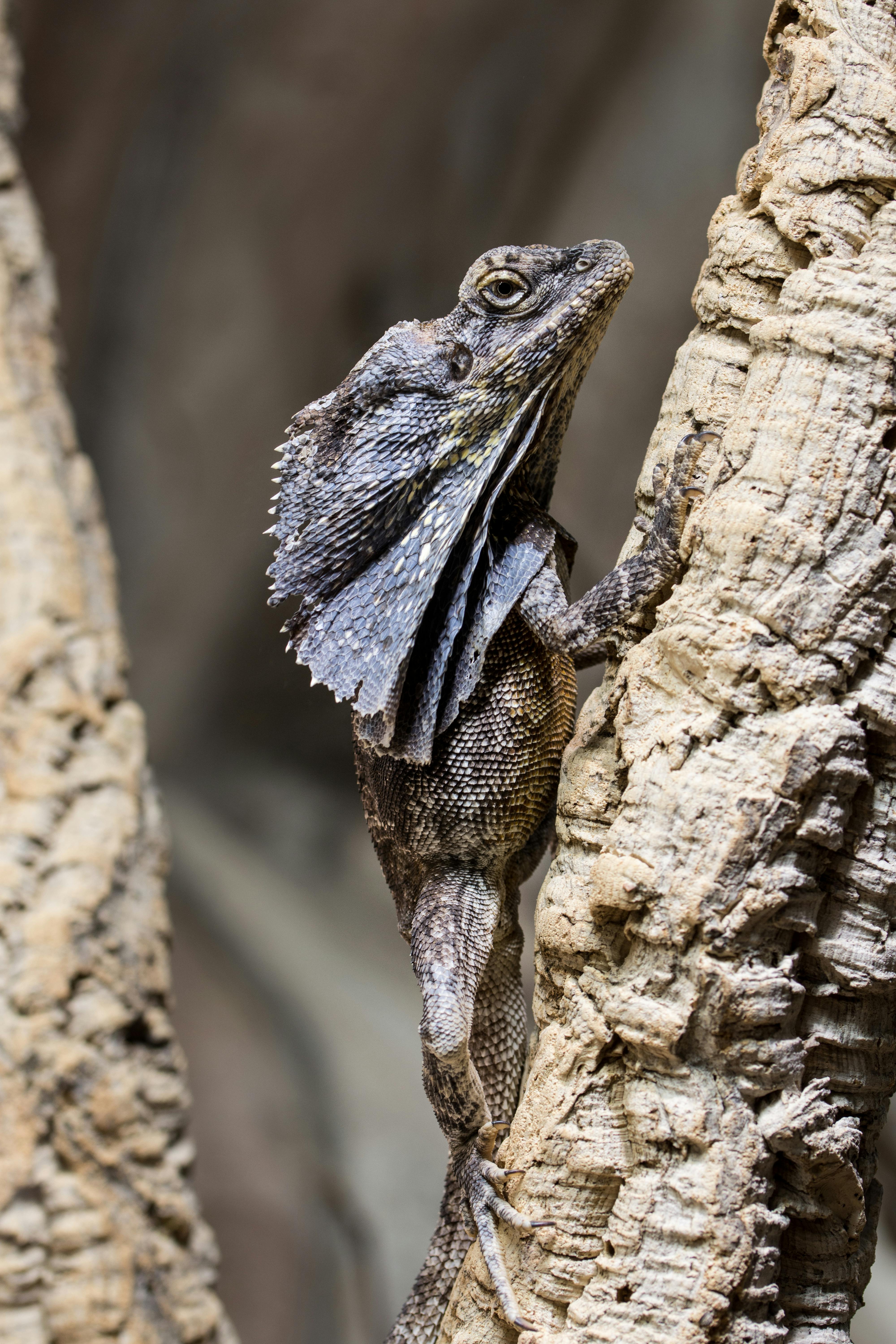 Animal Adaptations Photos, Download The BEST Free Animal Adaptations ...