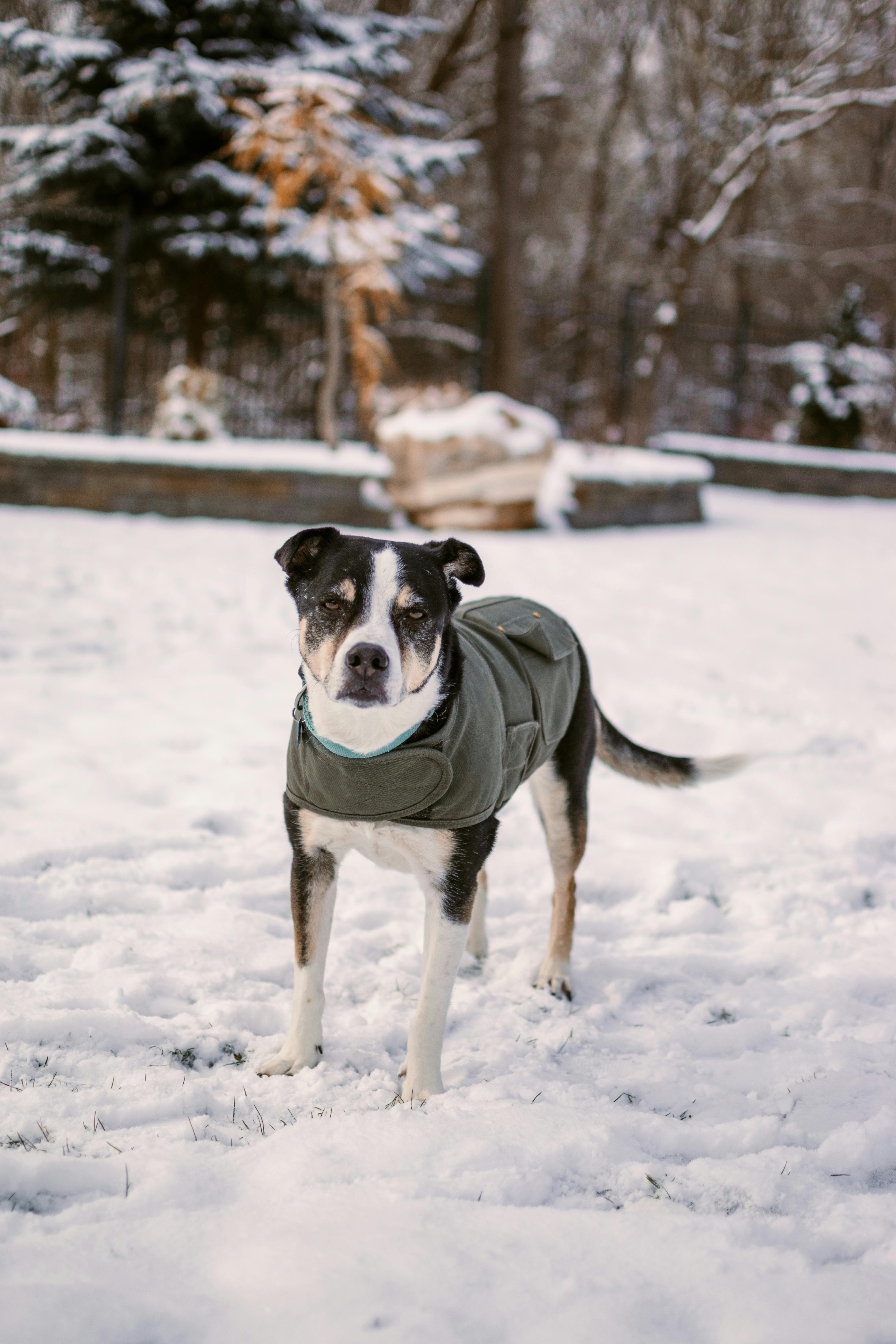 White Short Coated Dog on Snow Covered Ground · Free Stock Photo