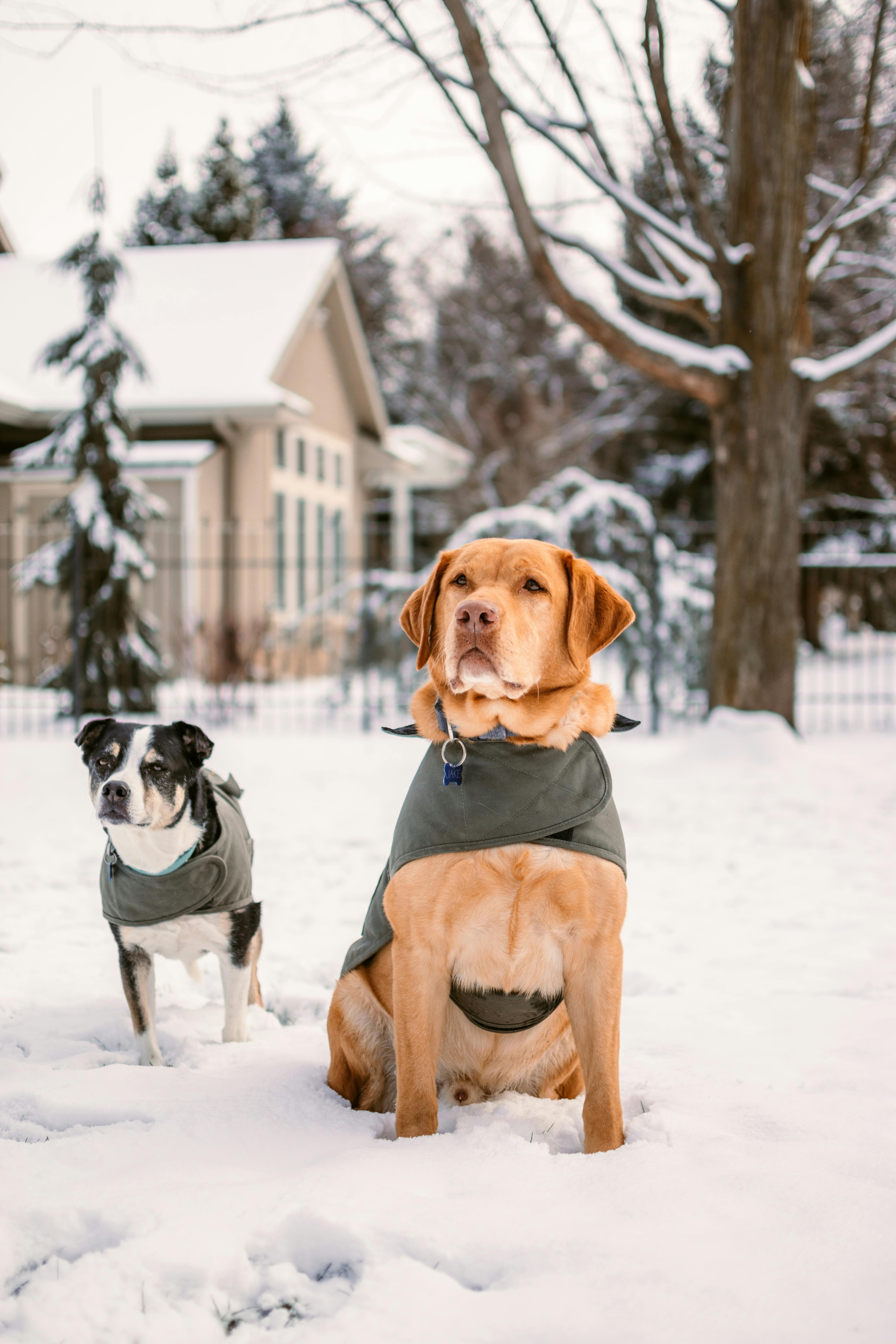 Two Dogs Sitting Outside in Snow · Free Stock Photo