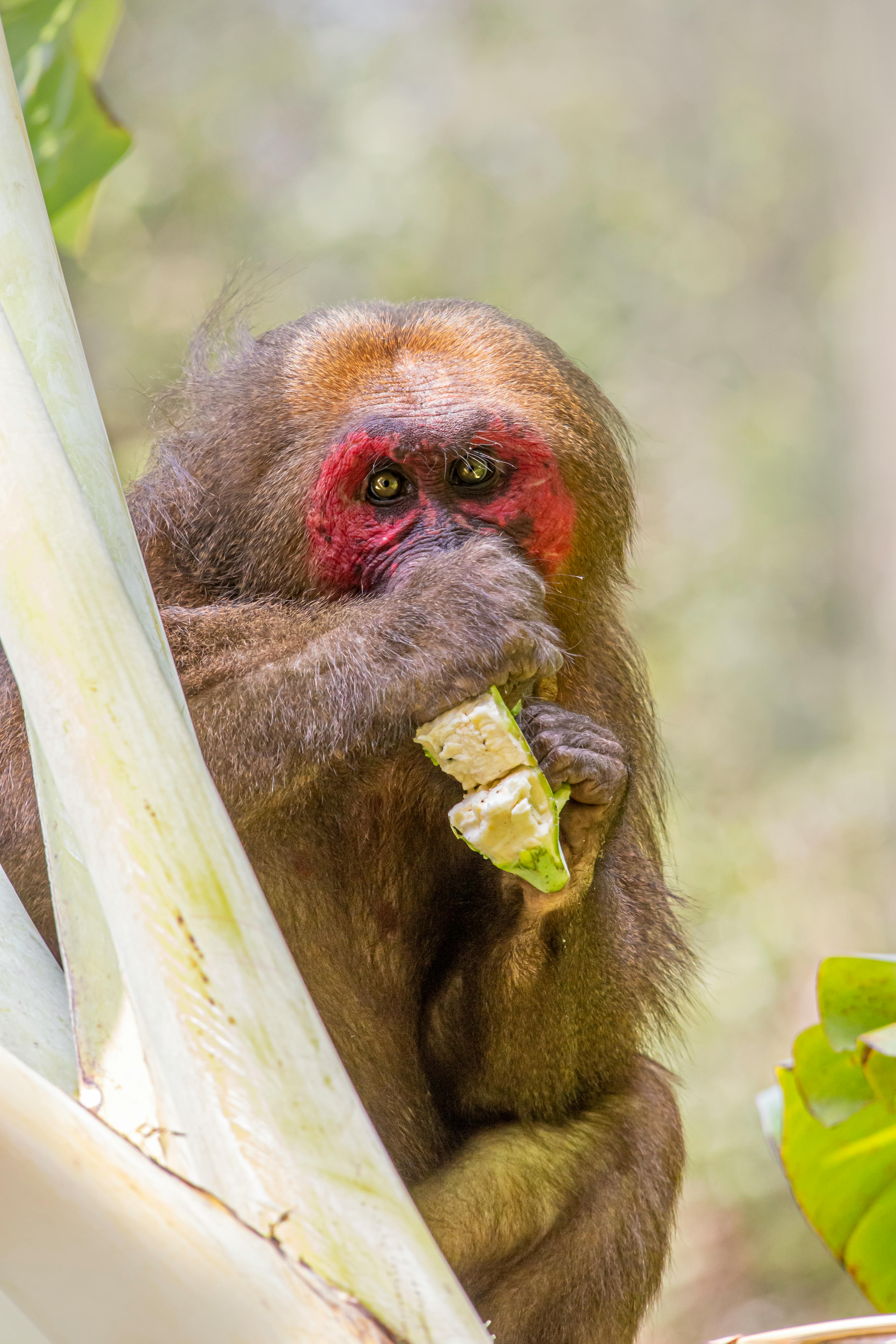 Red Uakari Monkey Photos, Download The BEST Free Red Uakari Monkey ...