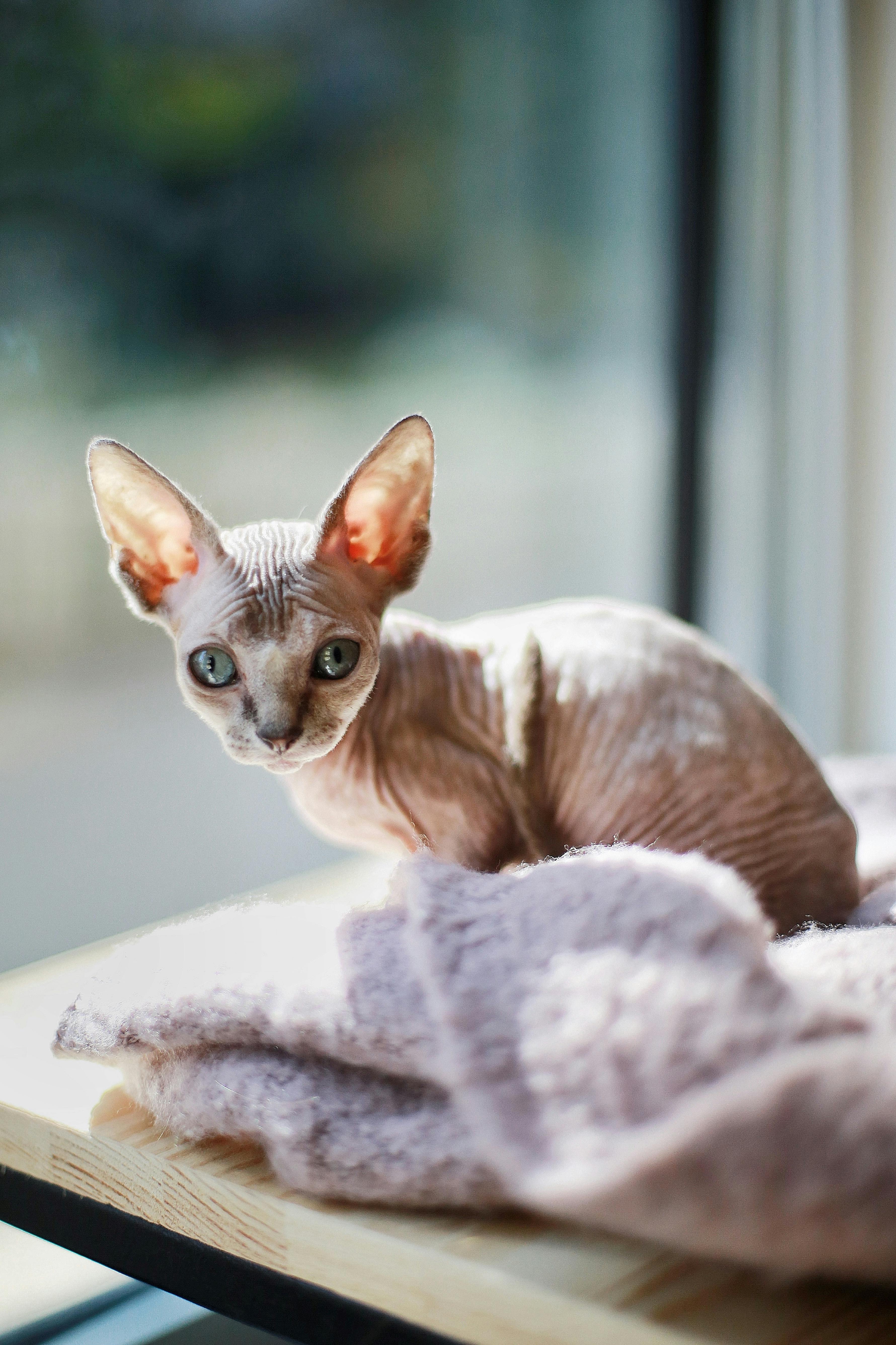 Bald Cat Photos, Download The BEST Free Bald Cat Stock Photos & HD Images