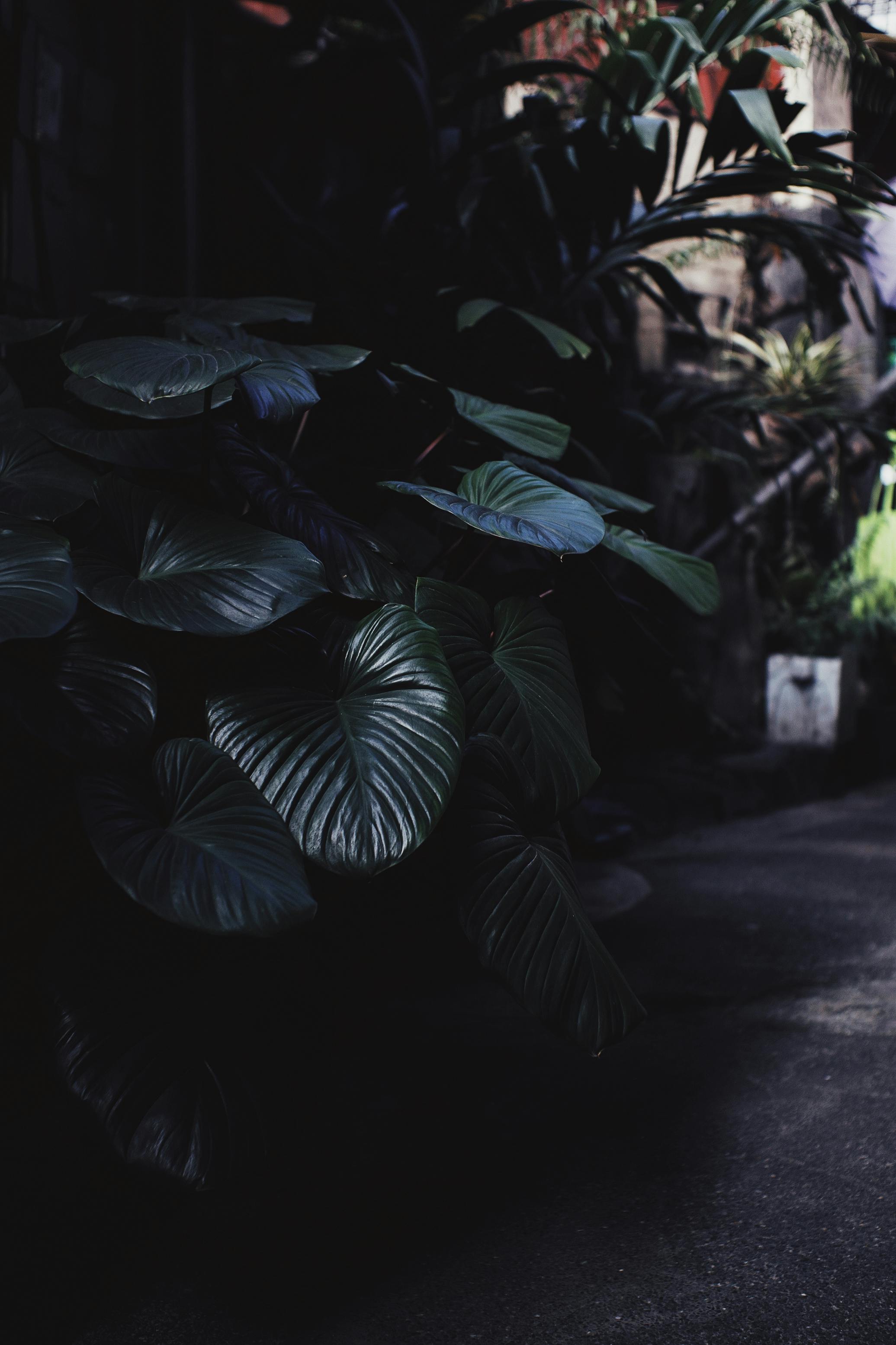 Fleshy Leaves against White Background · Free Stock Photo