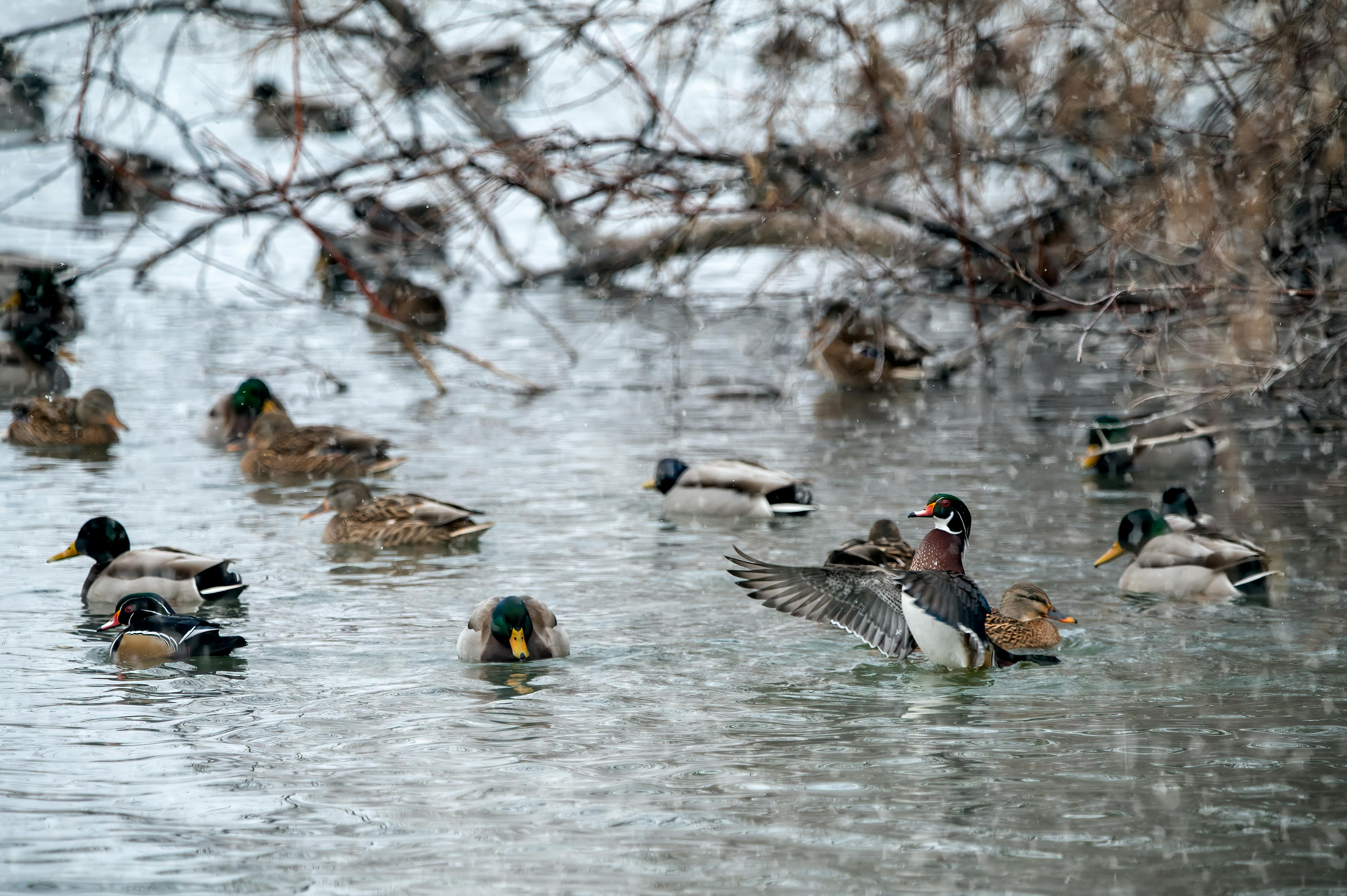 Ducks in Water · Free Stock Photo