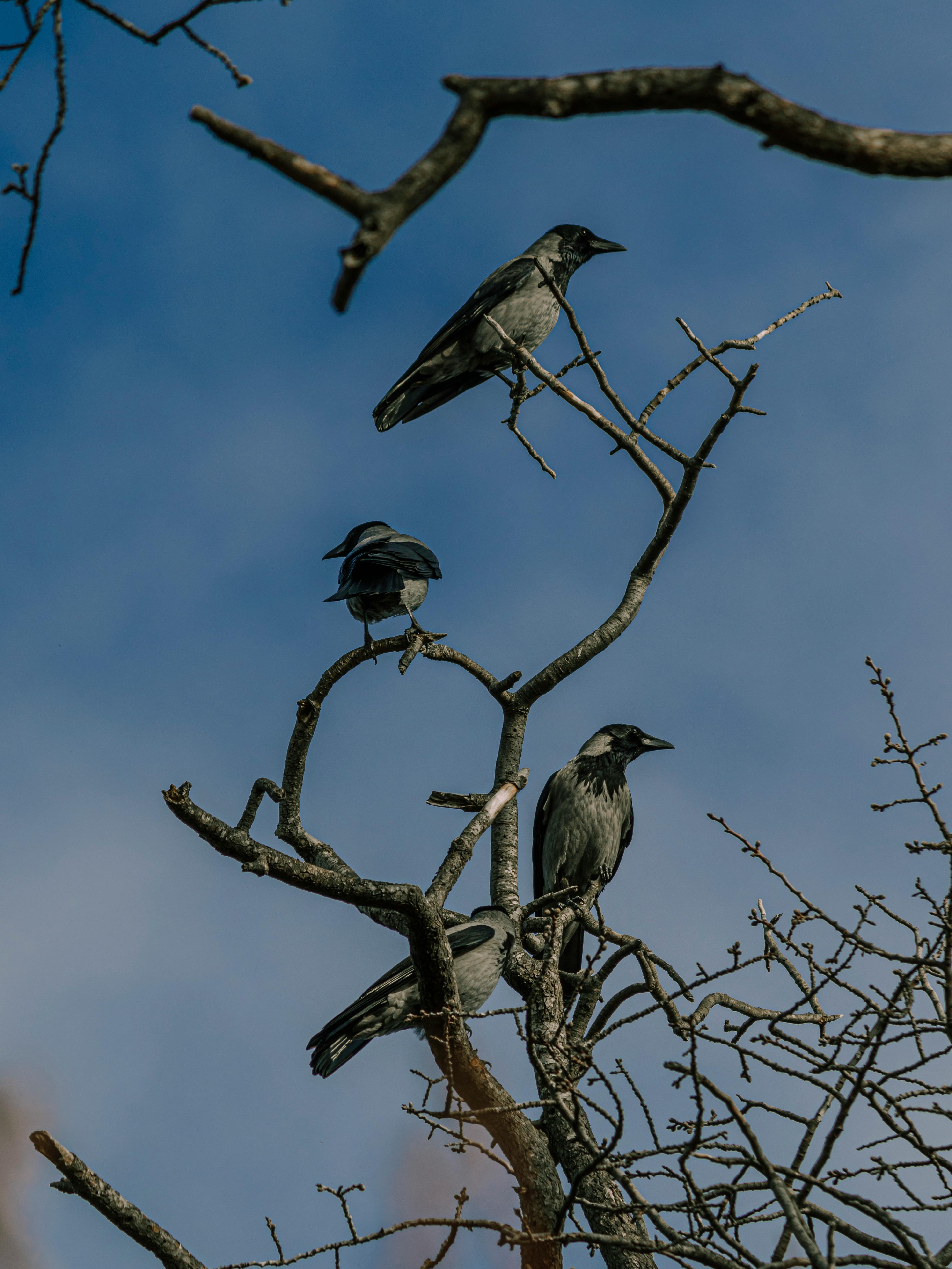 Birds Perching on Branches · Free Stock Photo