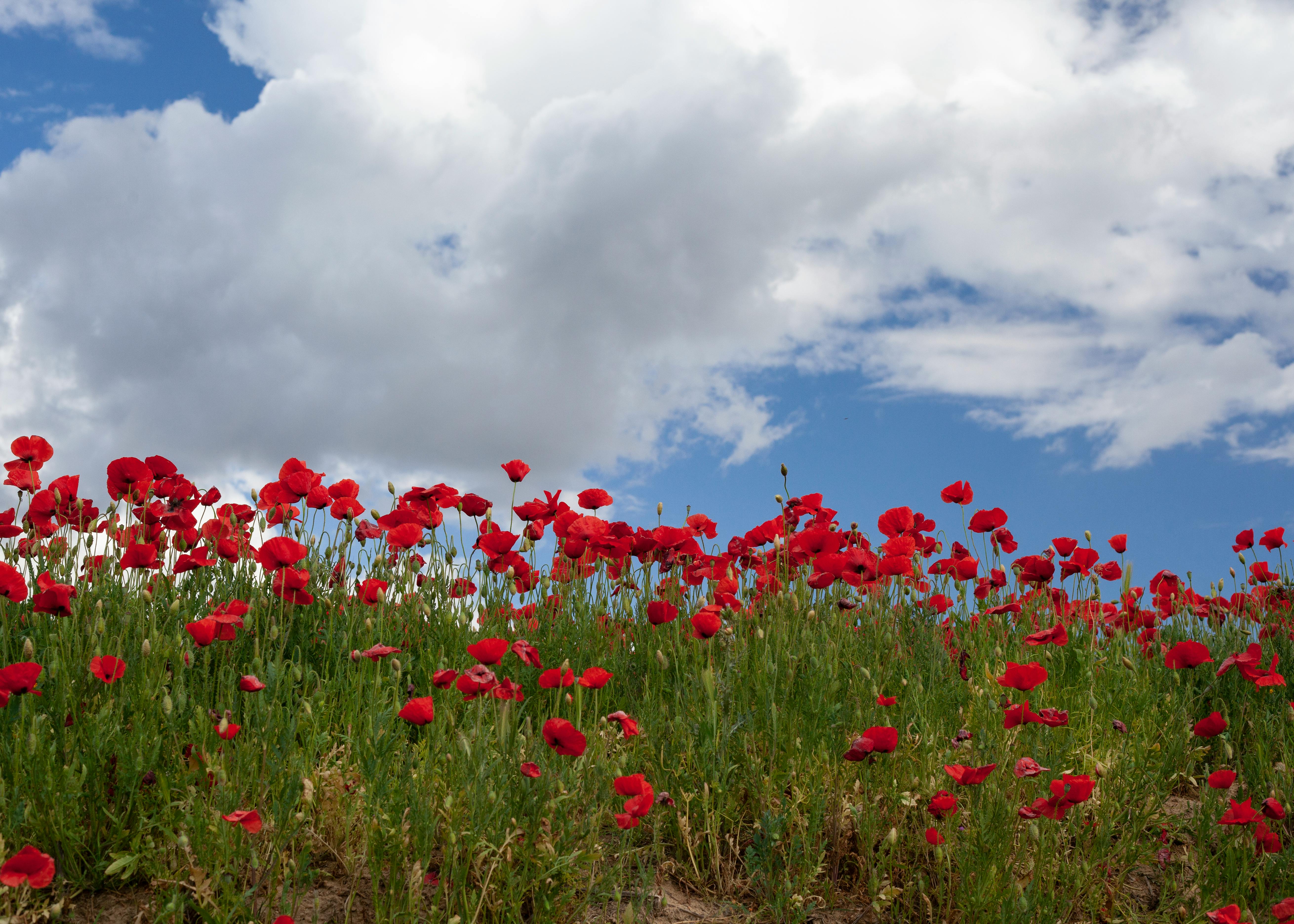 Red Flower Fields during Daytime · Free Stock Photo