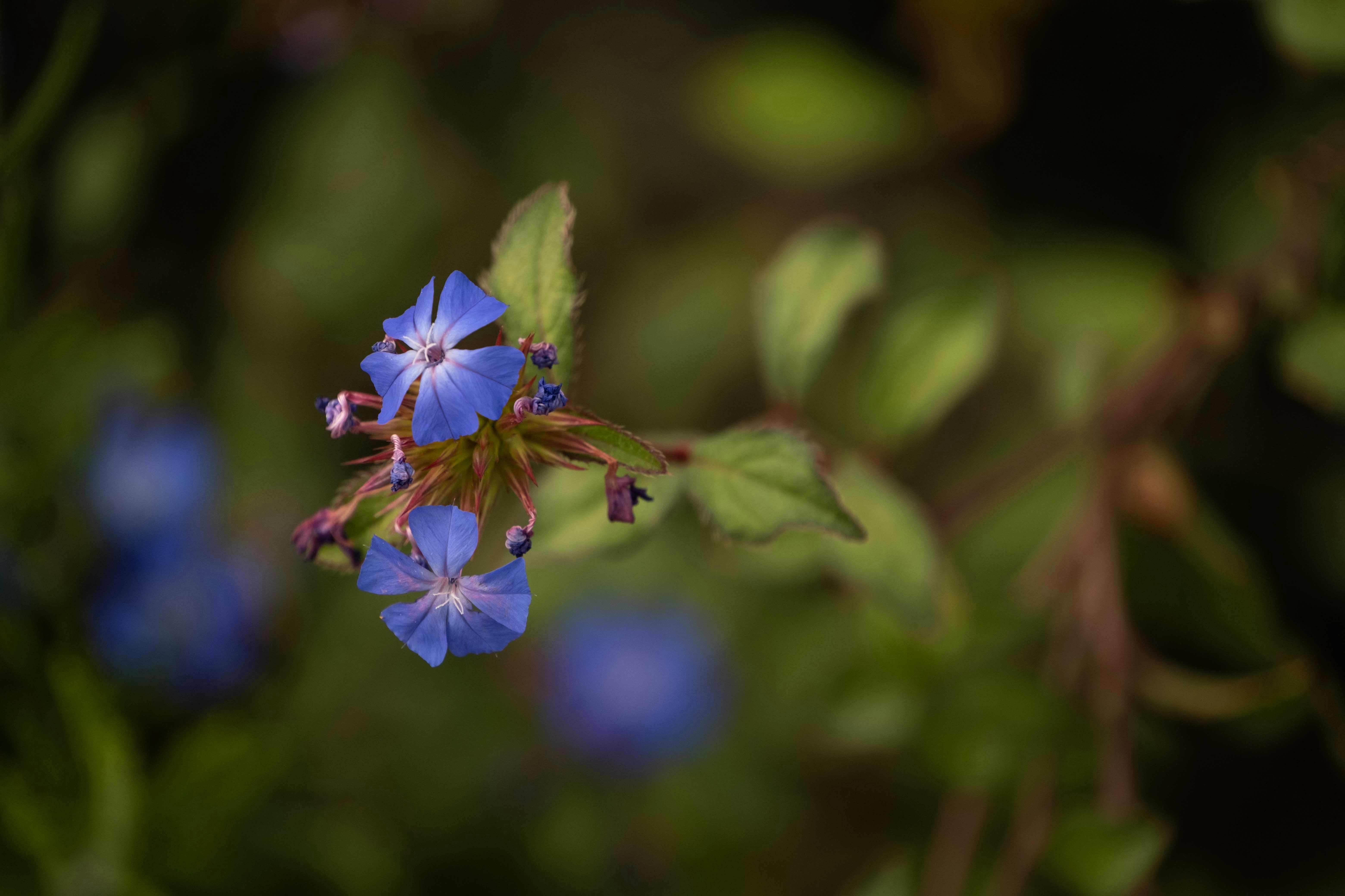 Blue Flowers in Close Up Photography · Free Stock Photo