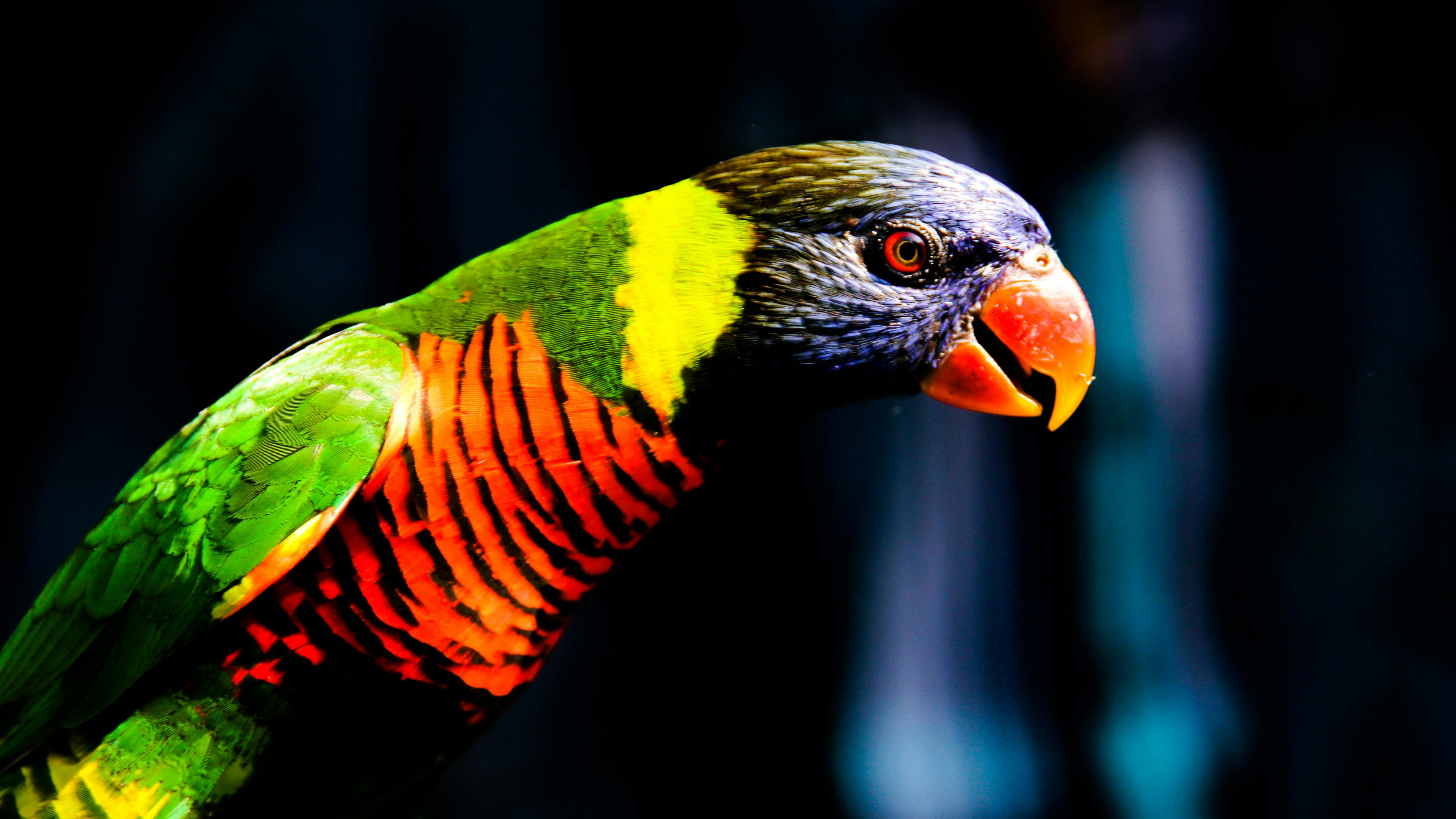 Free stock photo of animal photography, parrot