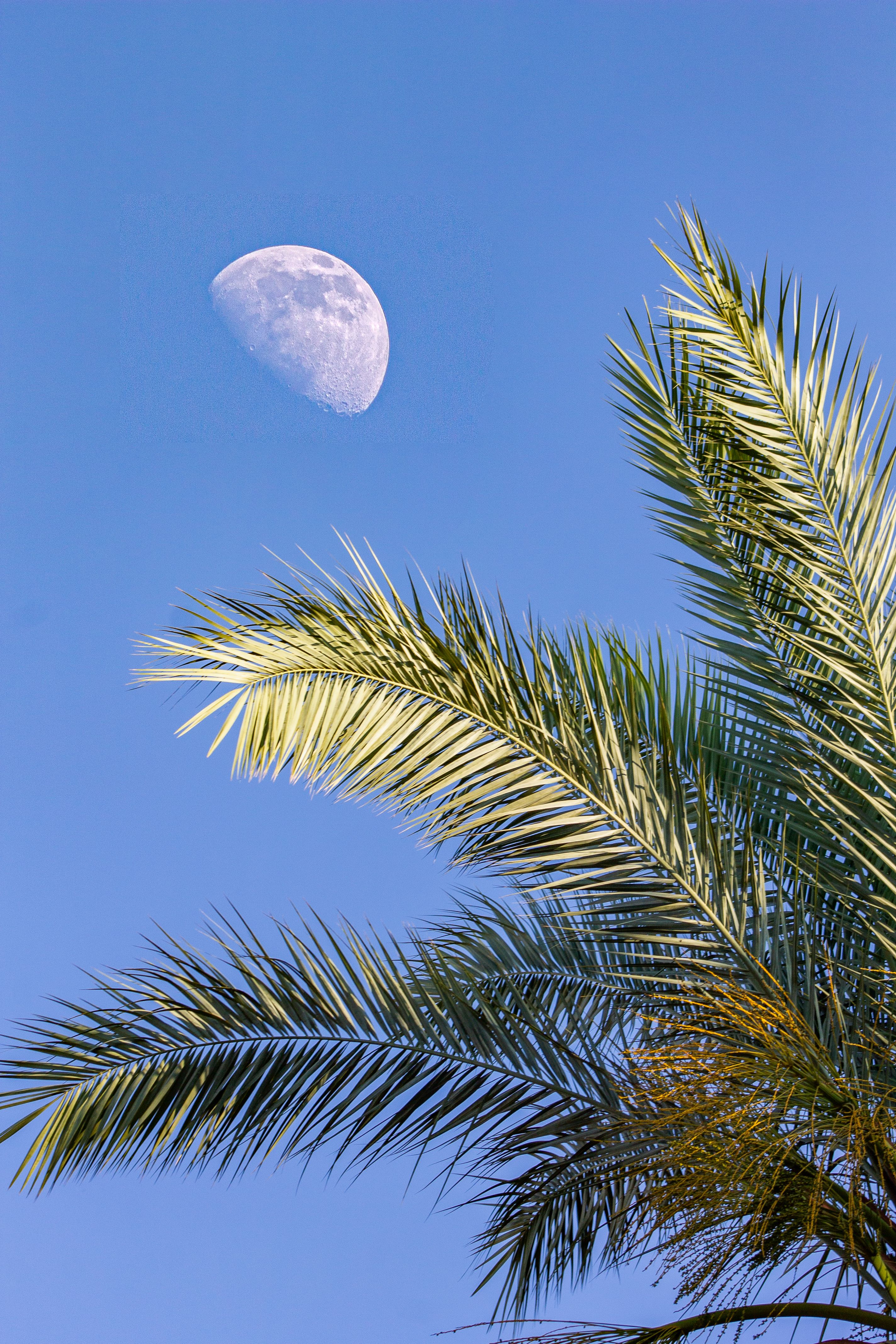 The Moon Across the Blue Sky · Free Stock Photo