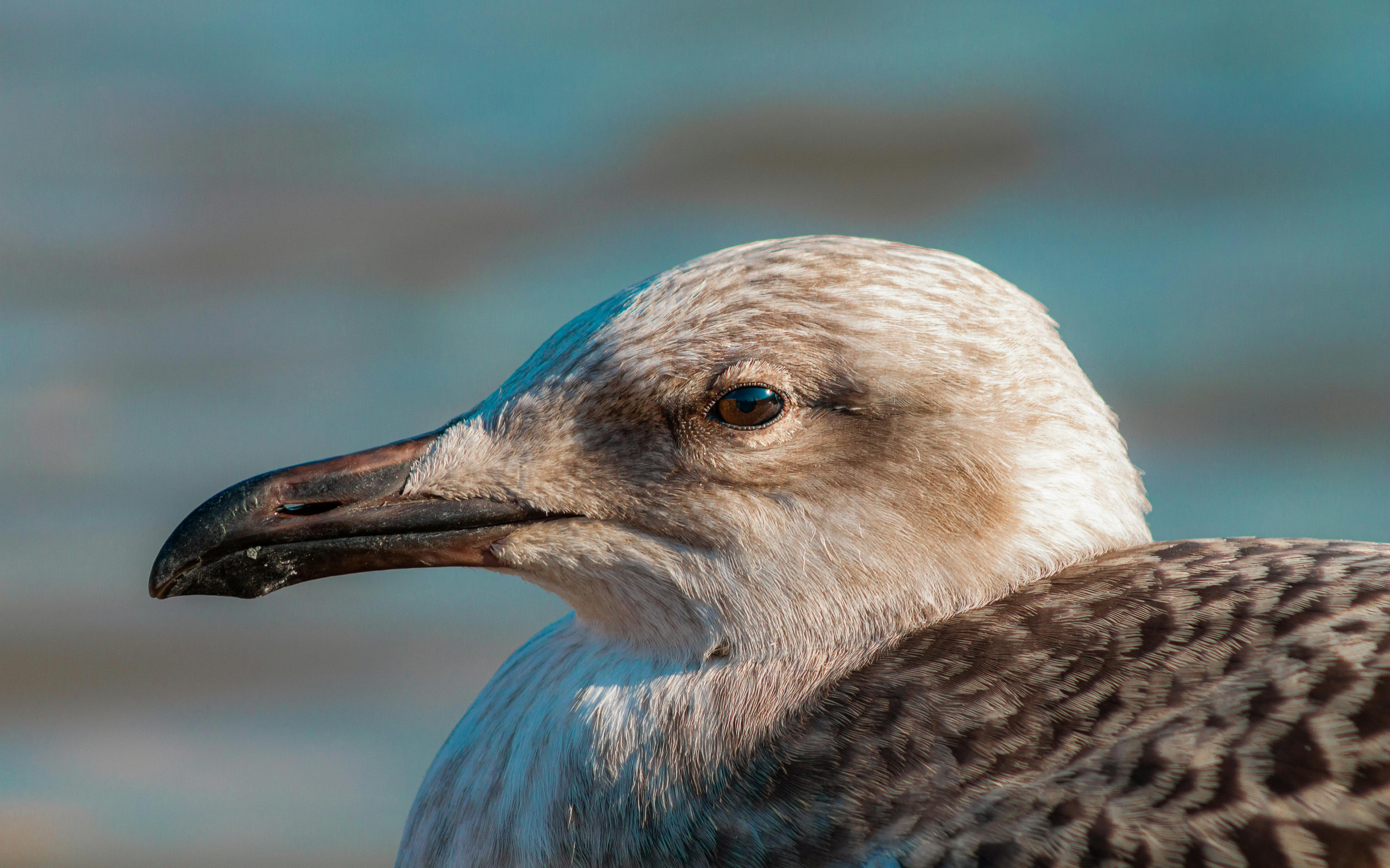 Bird in Close Up Photography · Free Stock Photo