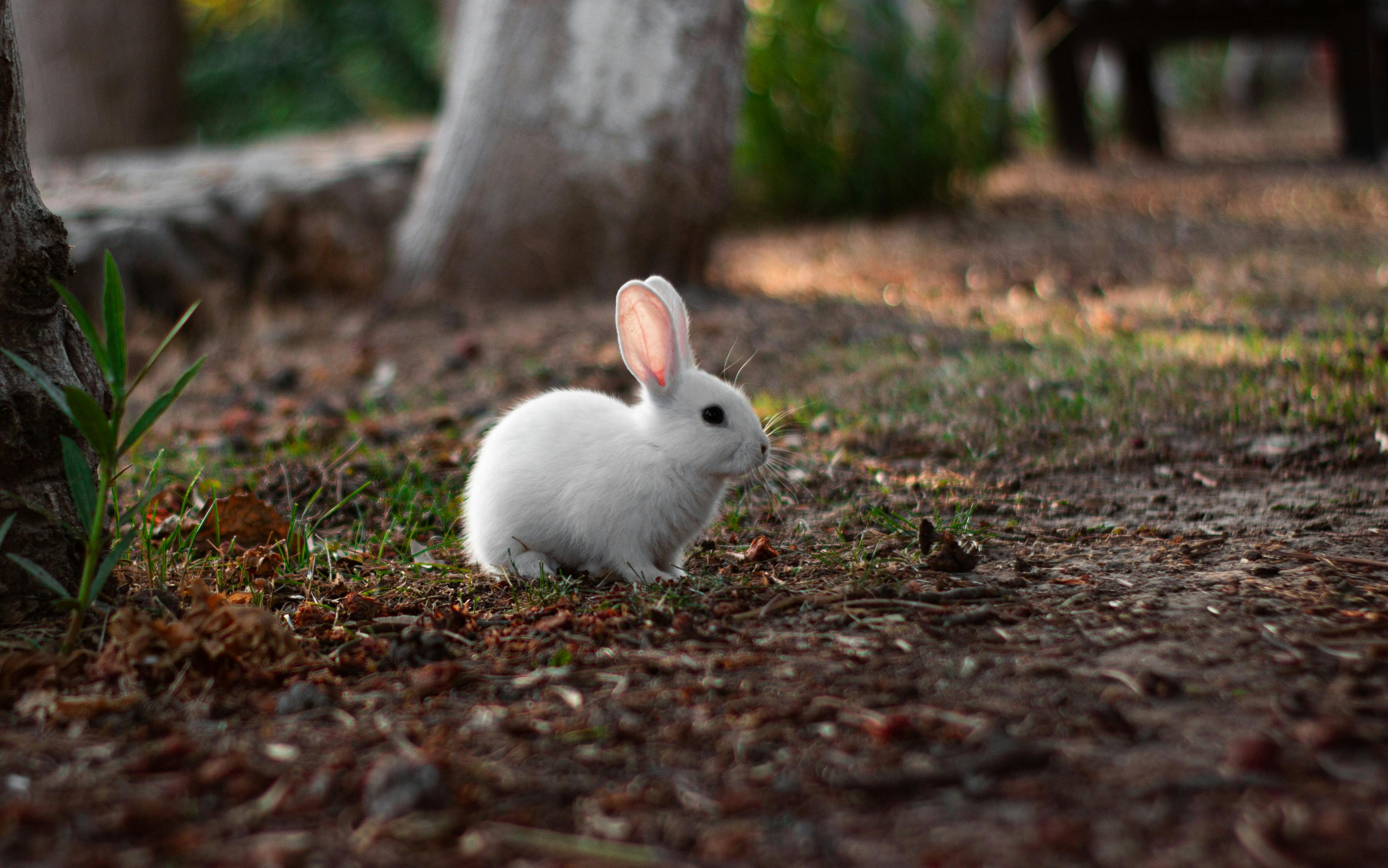 White Black and Brown Rabbit Near Brown Wooden Fence · Free Stock Photo