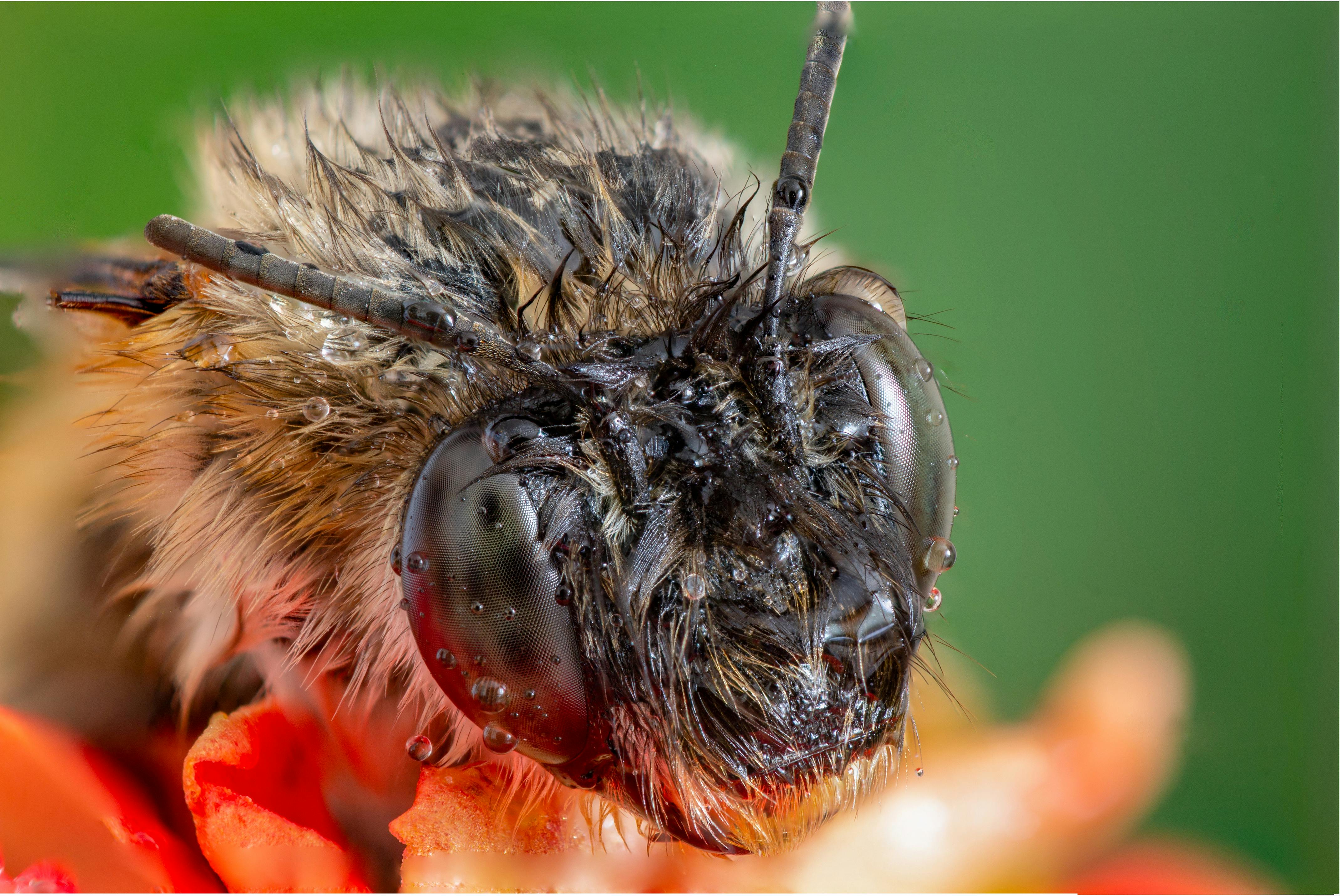 Extreme Close-up of a Bee · Free Stock Photo
