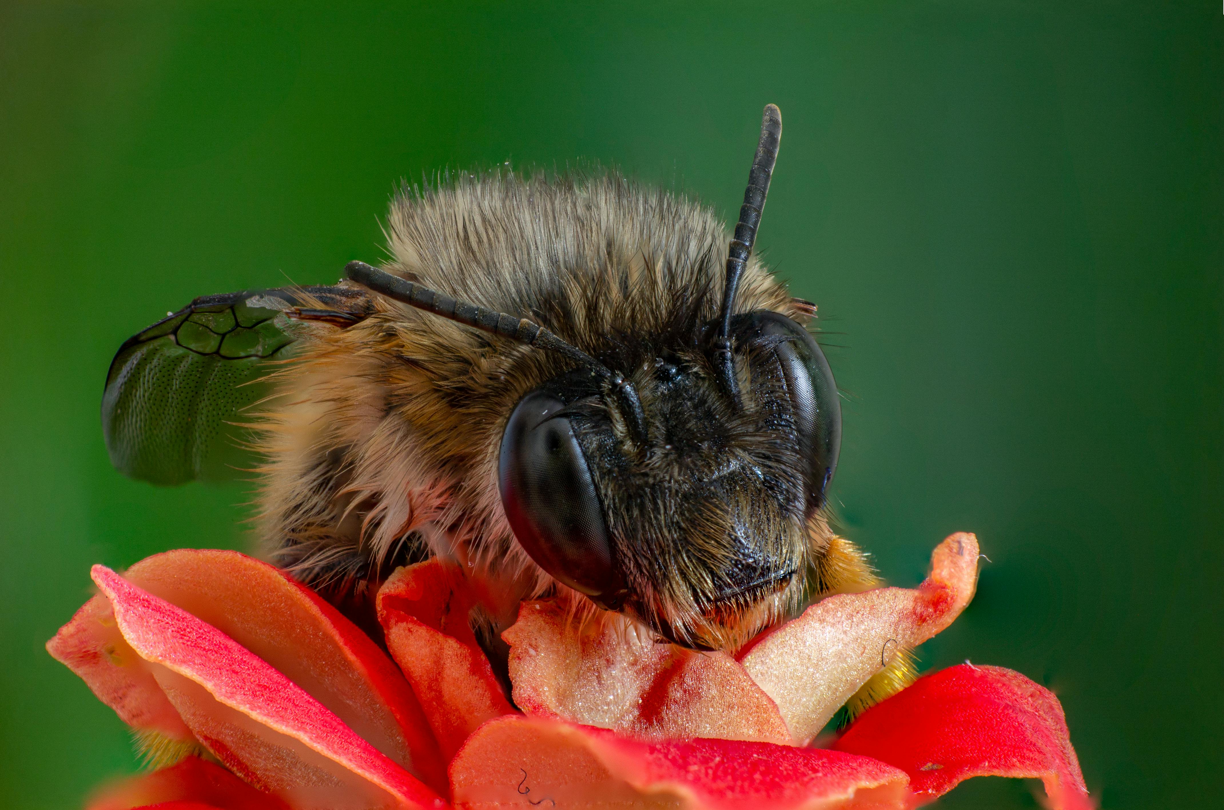 Close up of Bee on Flower · Free Stock Photo