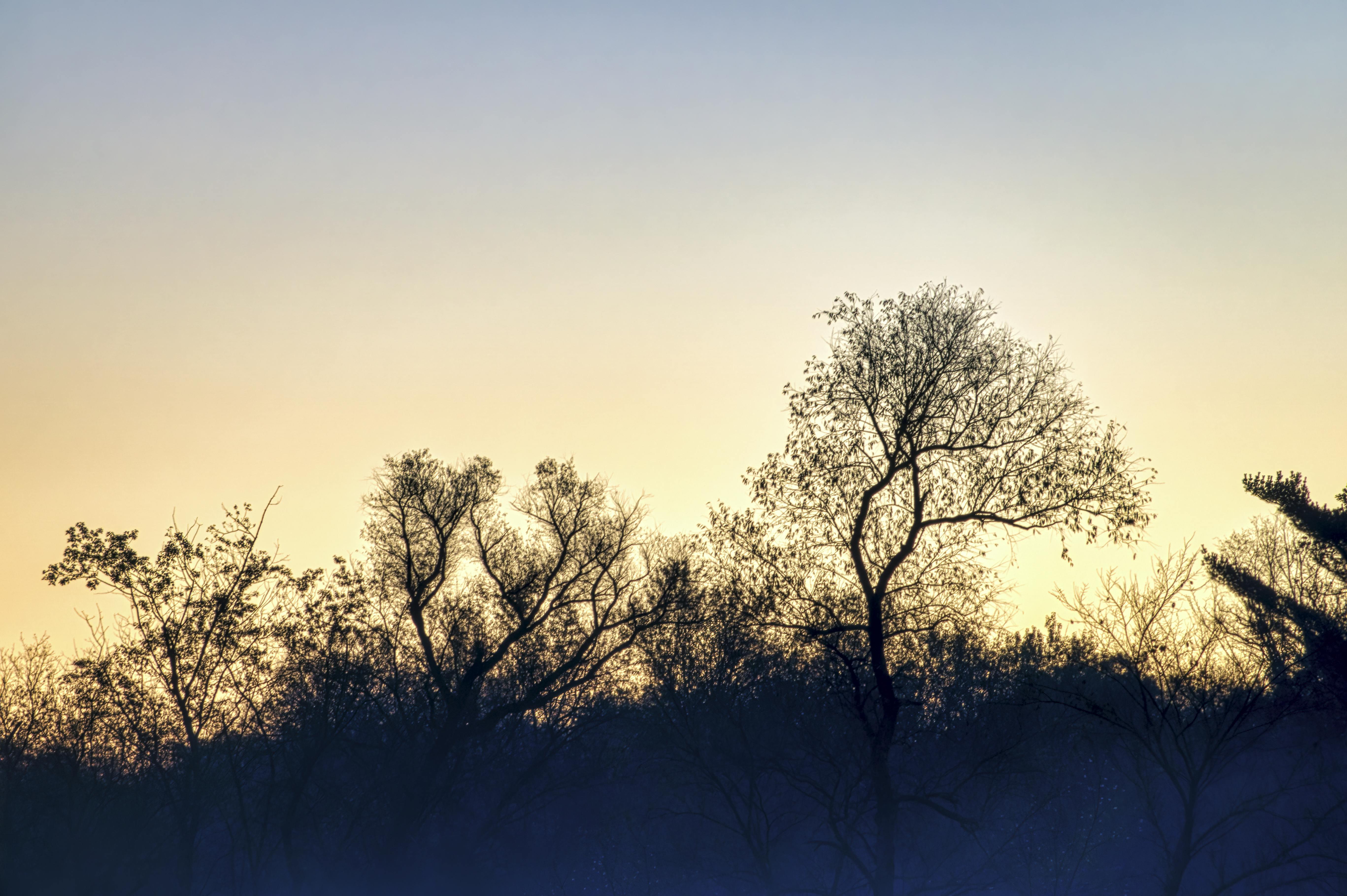 Trees during Sunset · Free Stock Photo