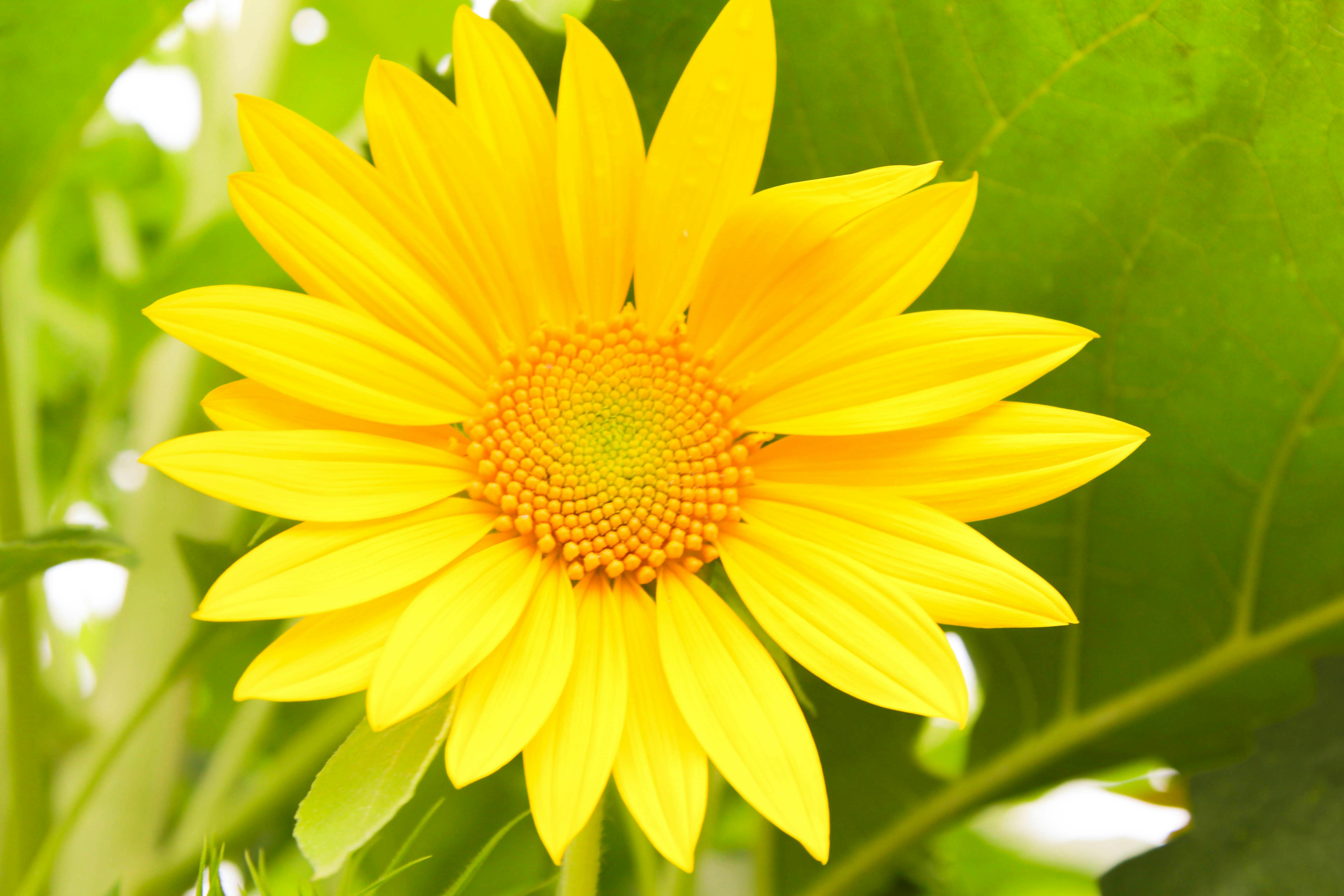 Free stock photo of beautiful, beautiful flowers, flowers