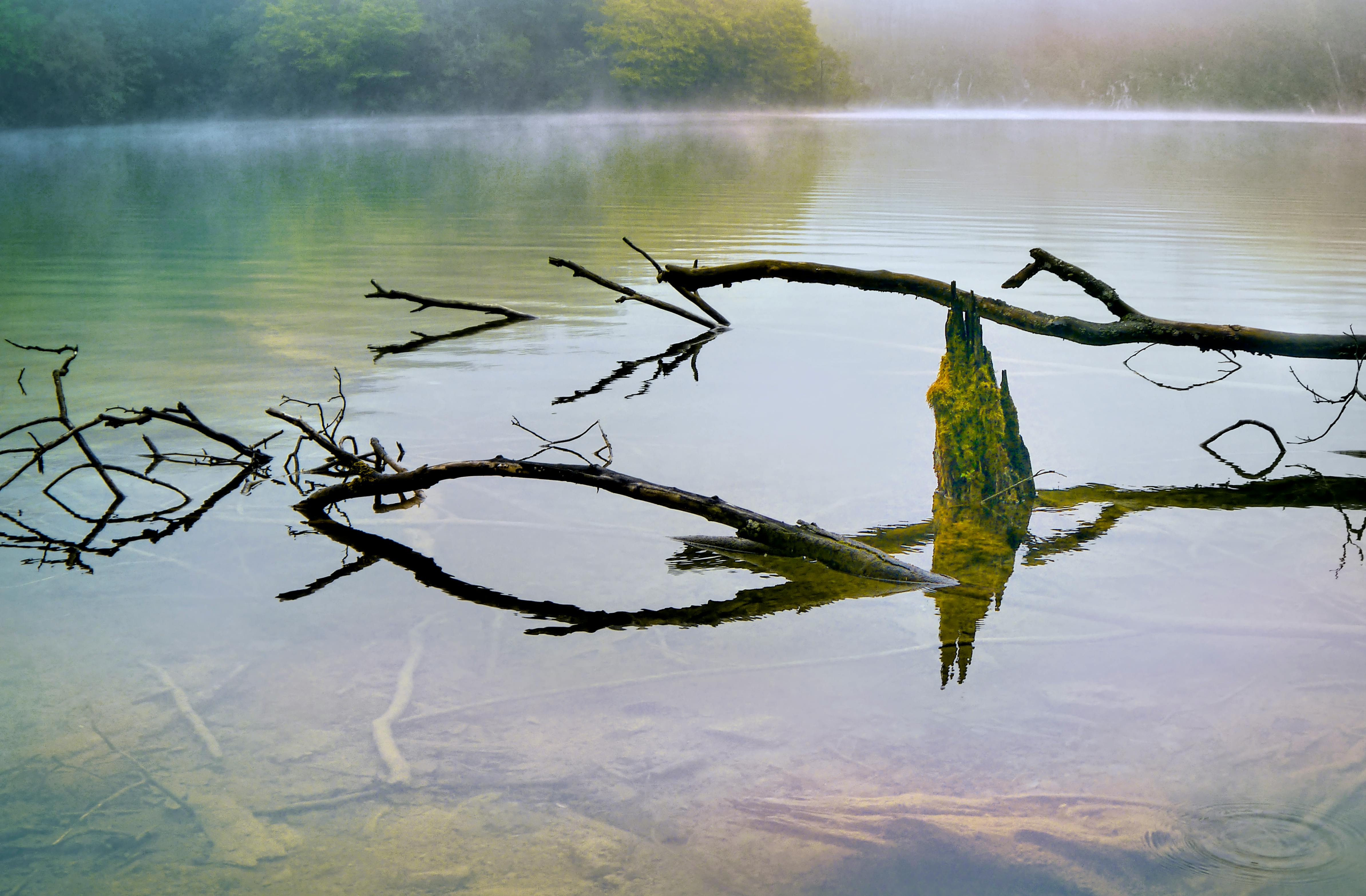 Reflection of Plants on Clear Water · Free Stock Photo