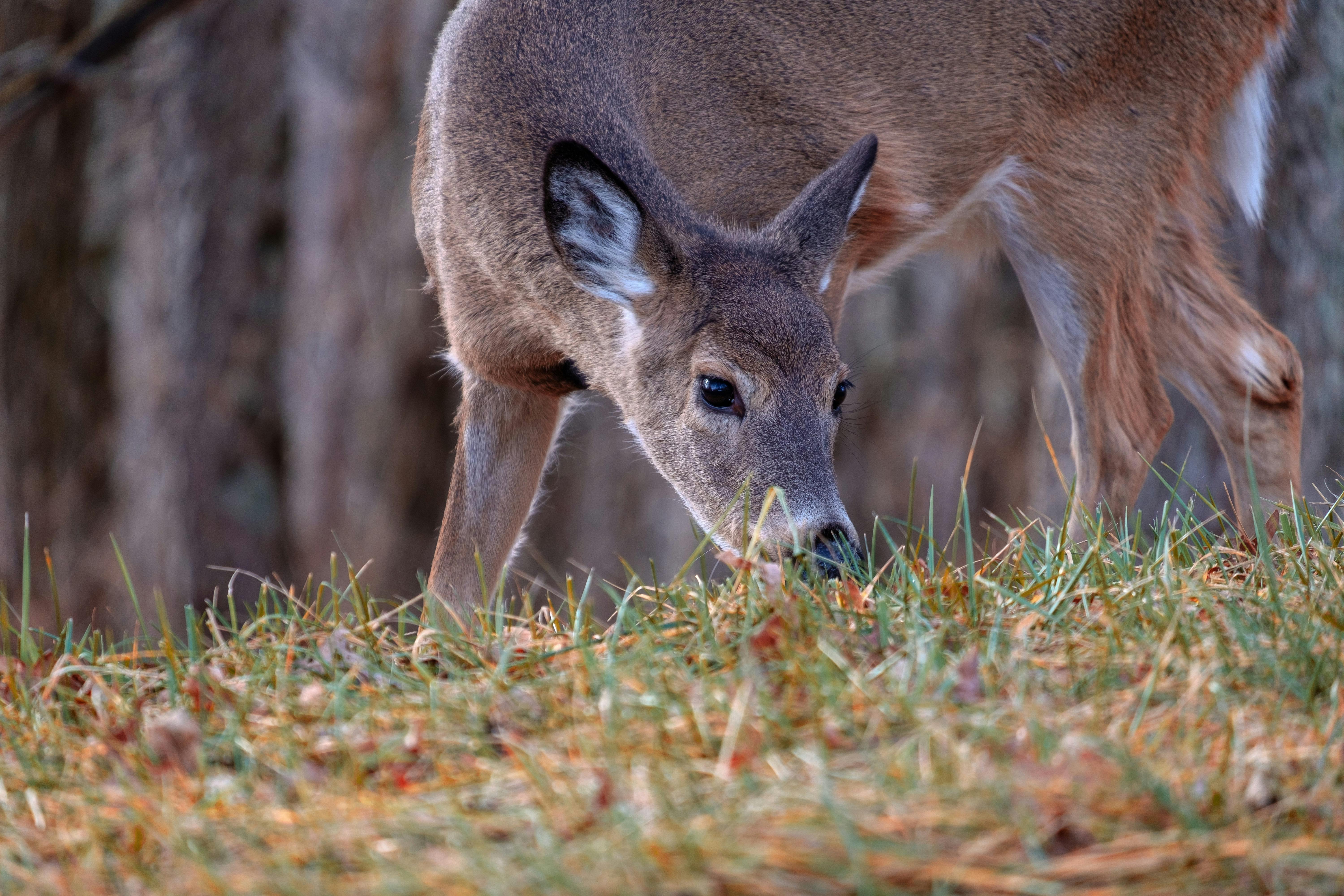 Deer in Grass Field during Day Time · Free Stock Photo