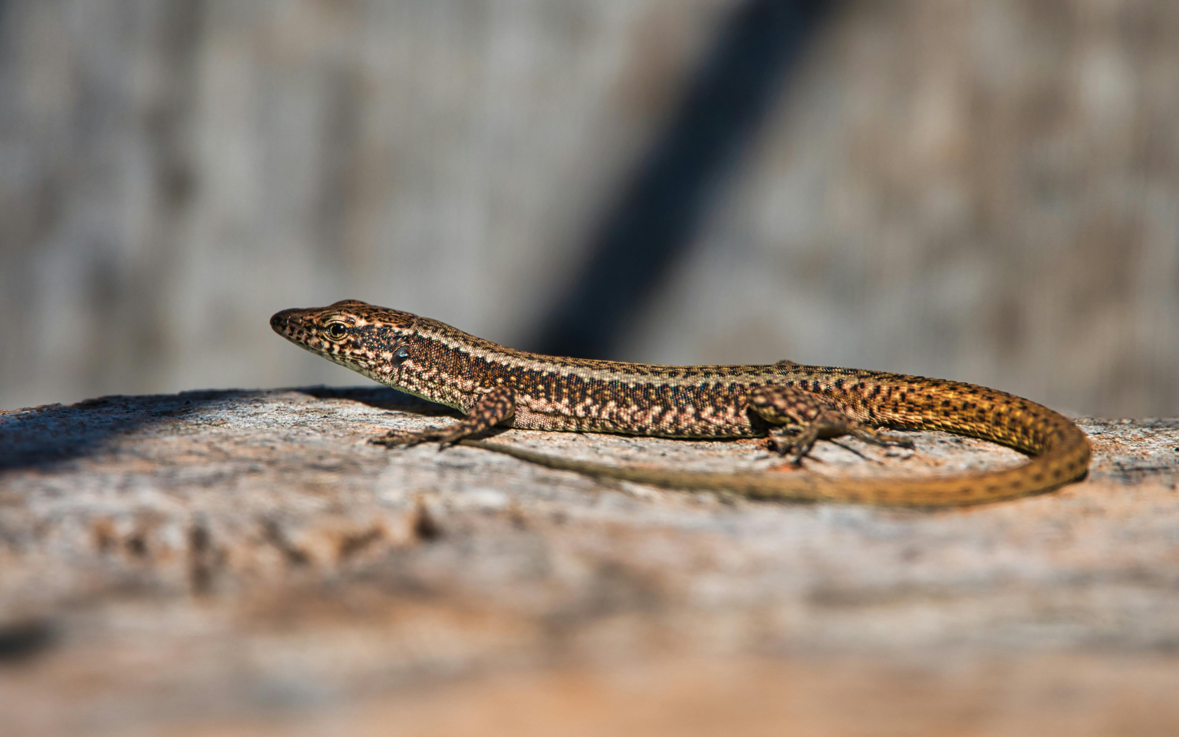 Madeiran Wall Lizard on the Rough Surface · Free Stock Photo