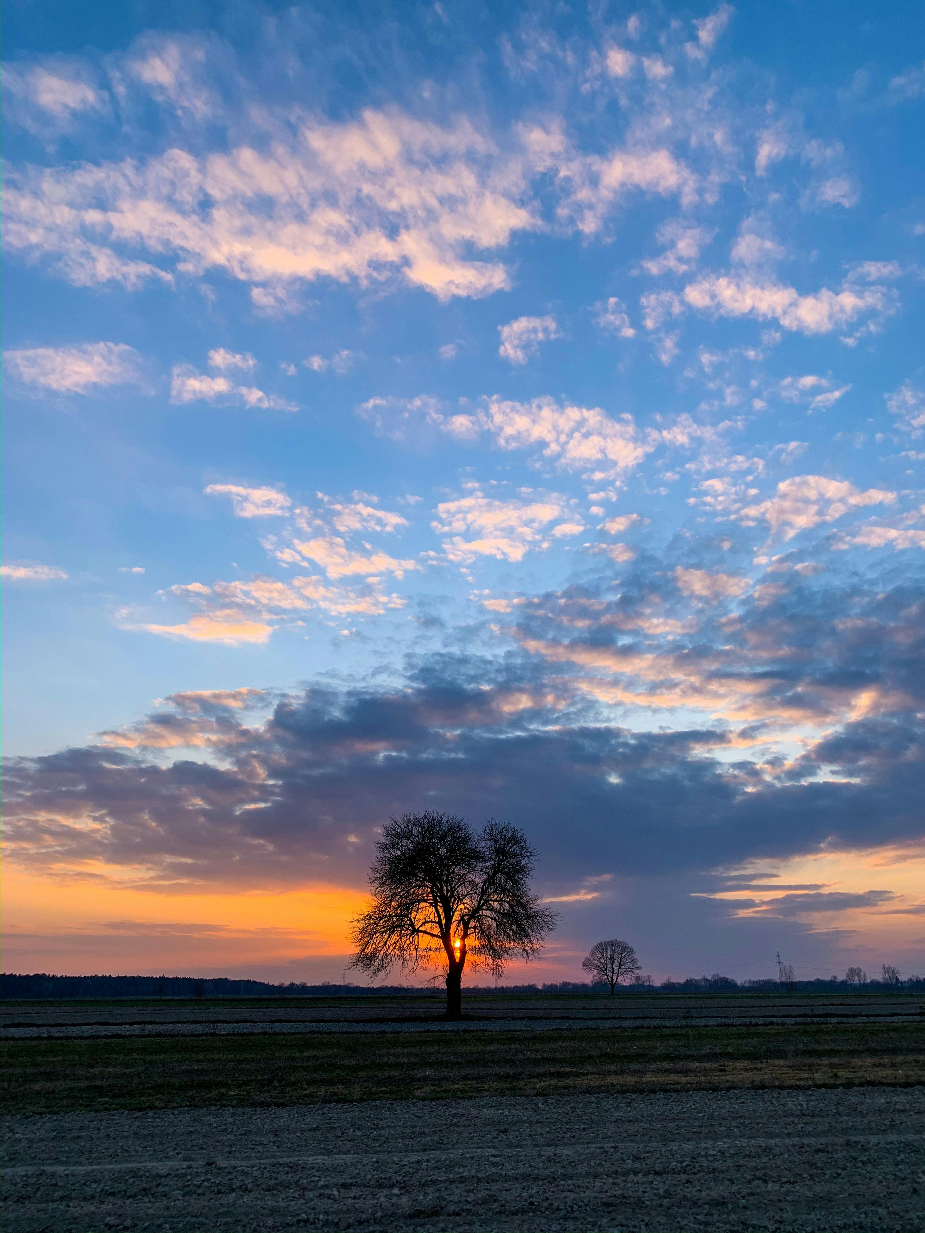 Single Tree Photos, Download The BEST Free Single Tree Stock Photos ...