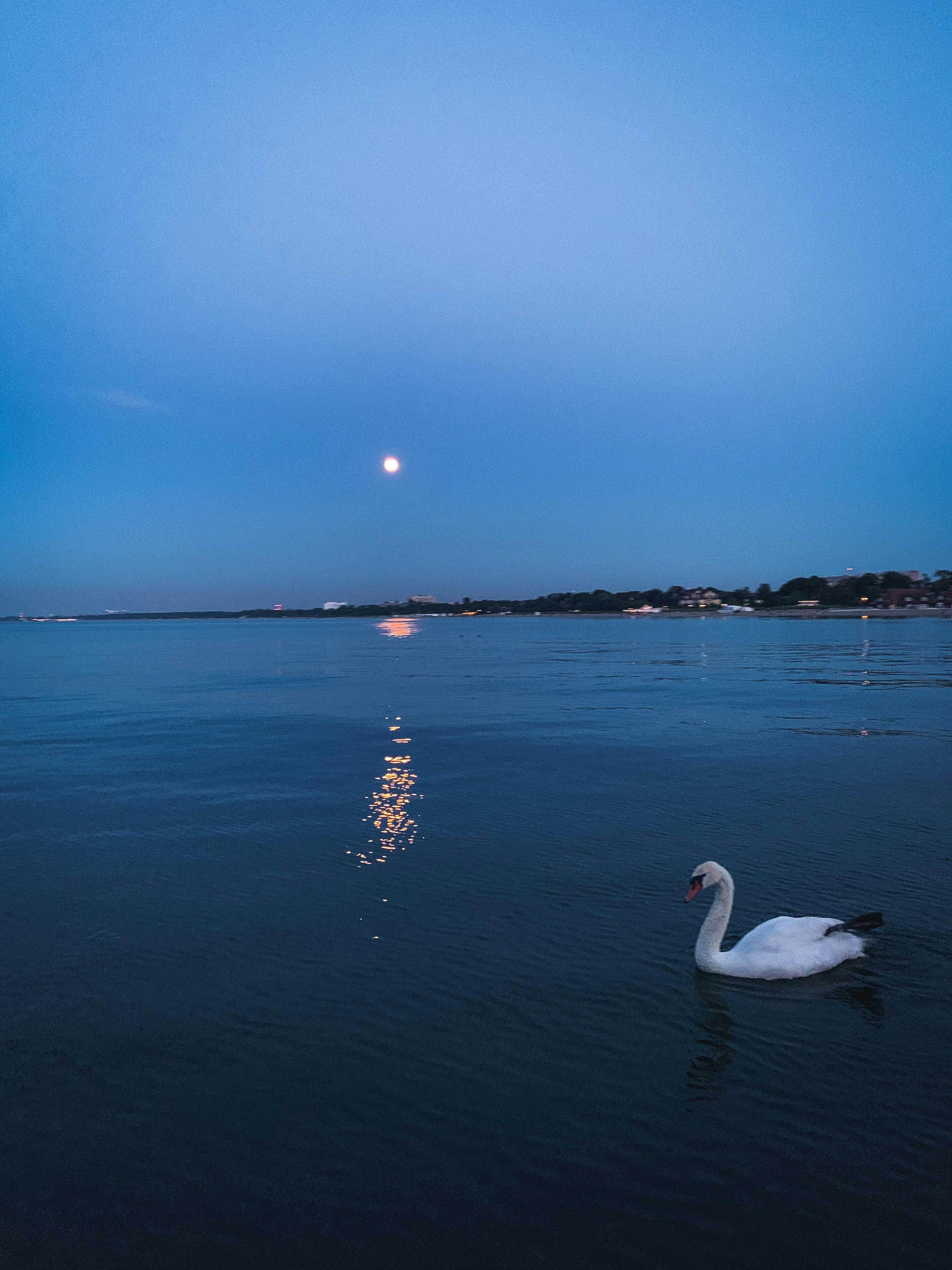 Swan Birds Night Photos, Download The BEST Free Swan Birds Night Stock ...