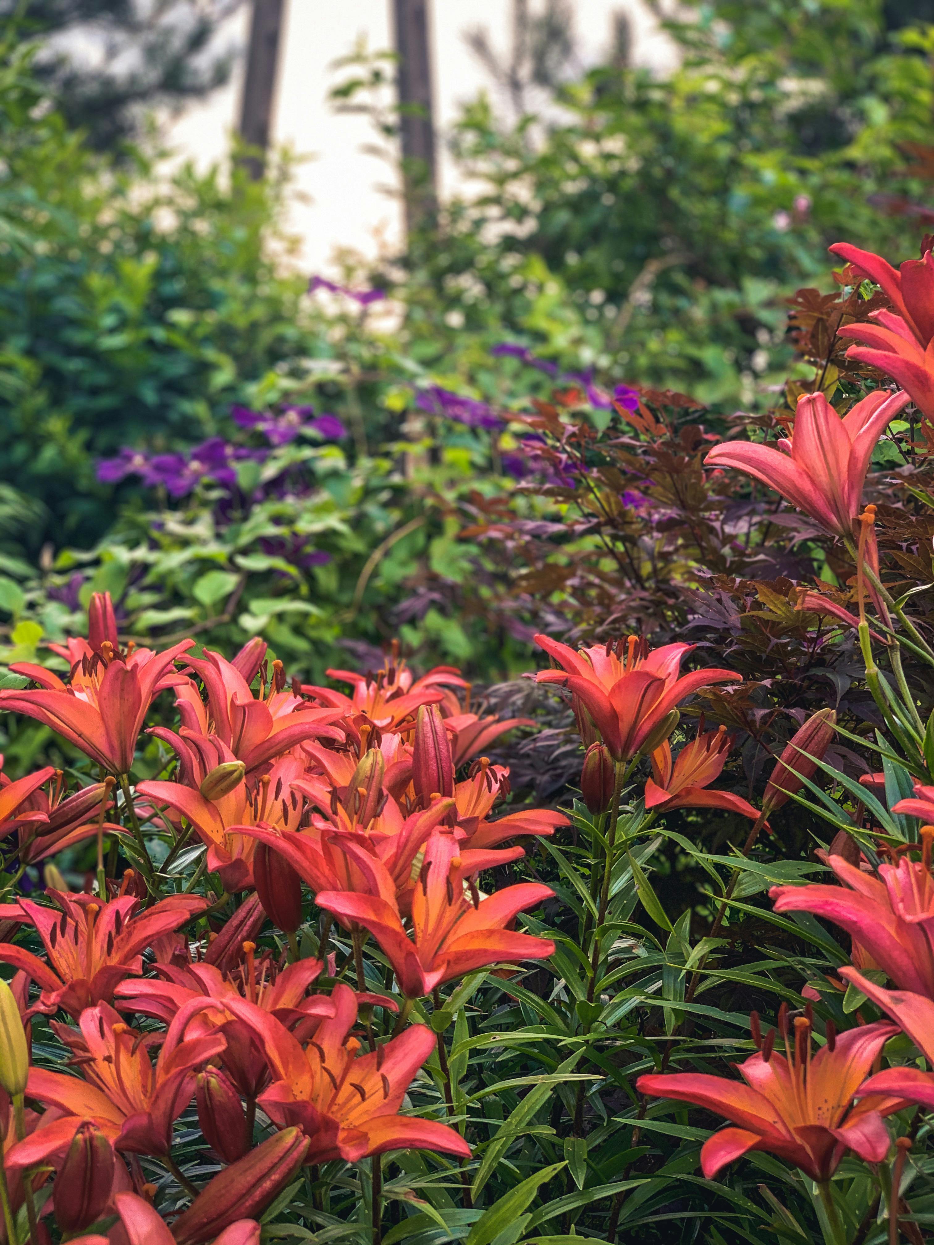 Flowers Fit Screen Wallpaper Photos, Download Free Flowers Fit Screen ...