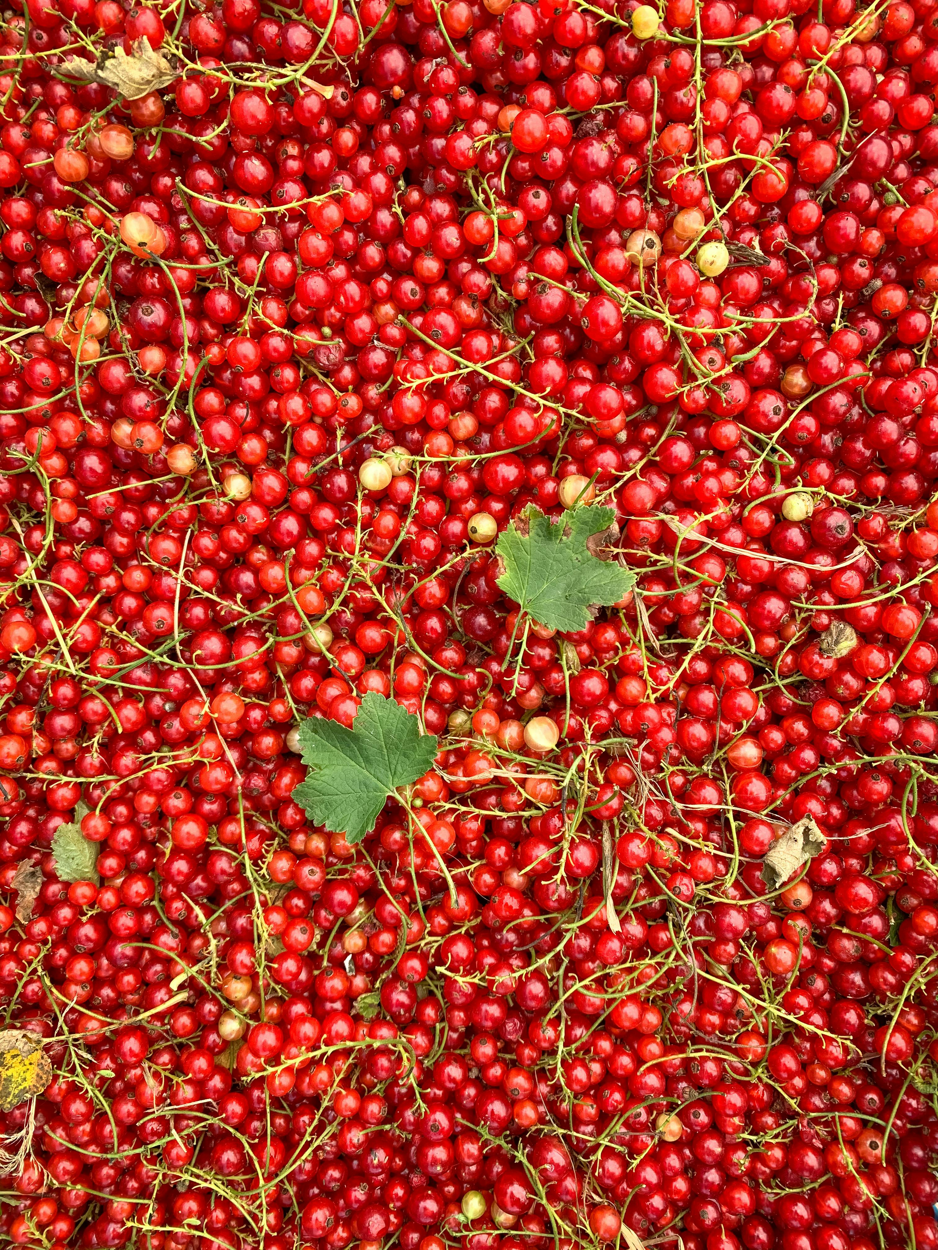 Red Round Small Fruit · Free Stock Photo