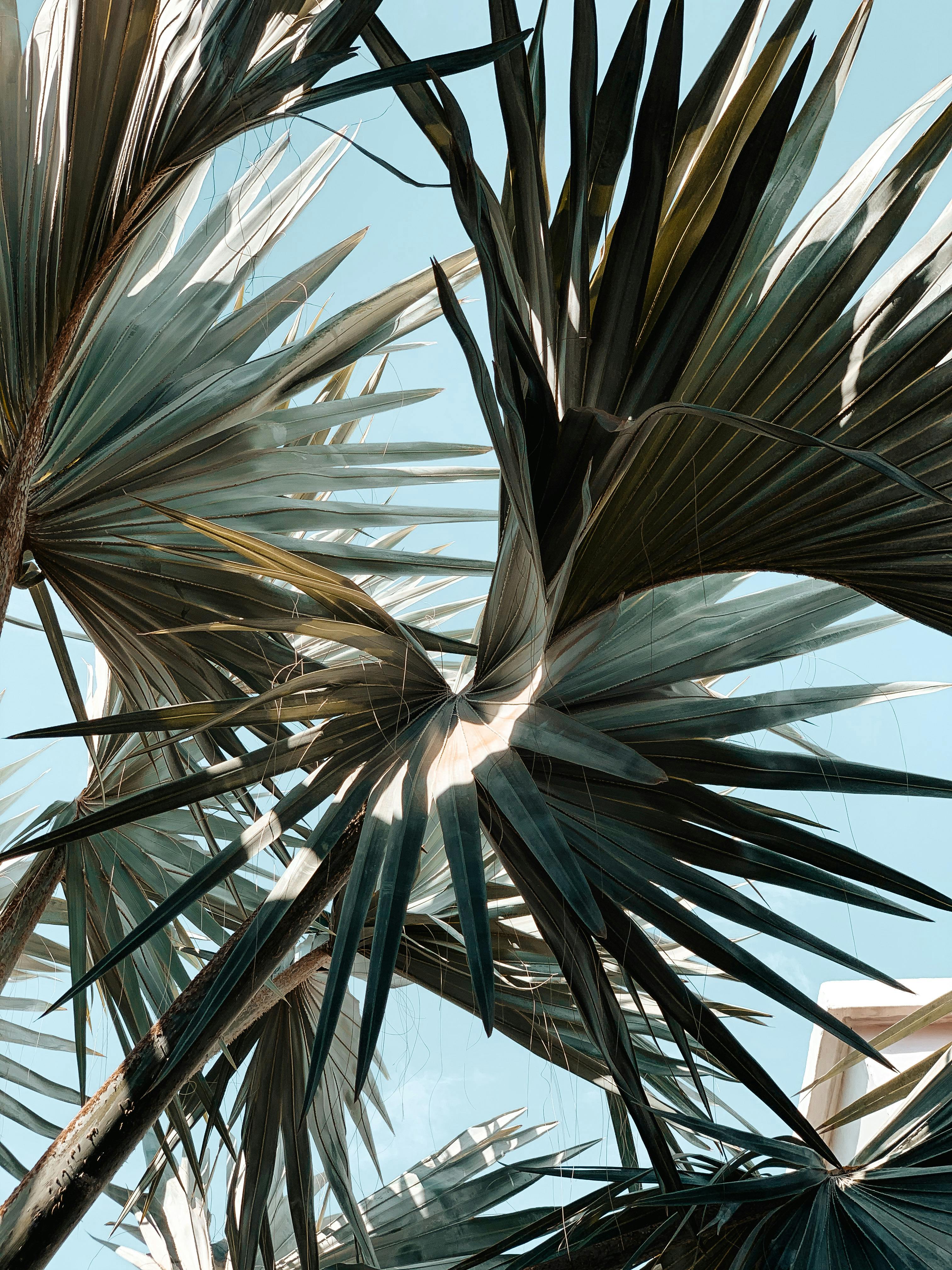 Low Angle Shot of Spiky Palm Leaves against Pastel Blue Sky · Free ...