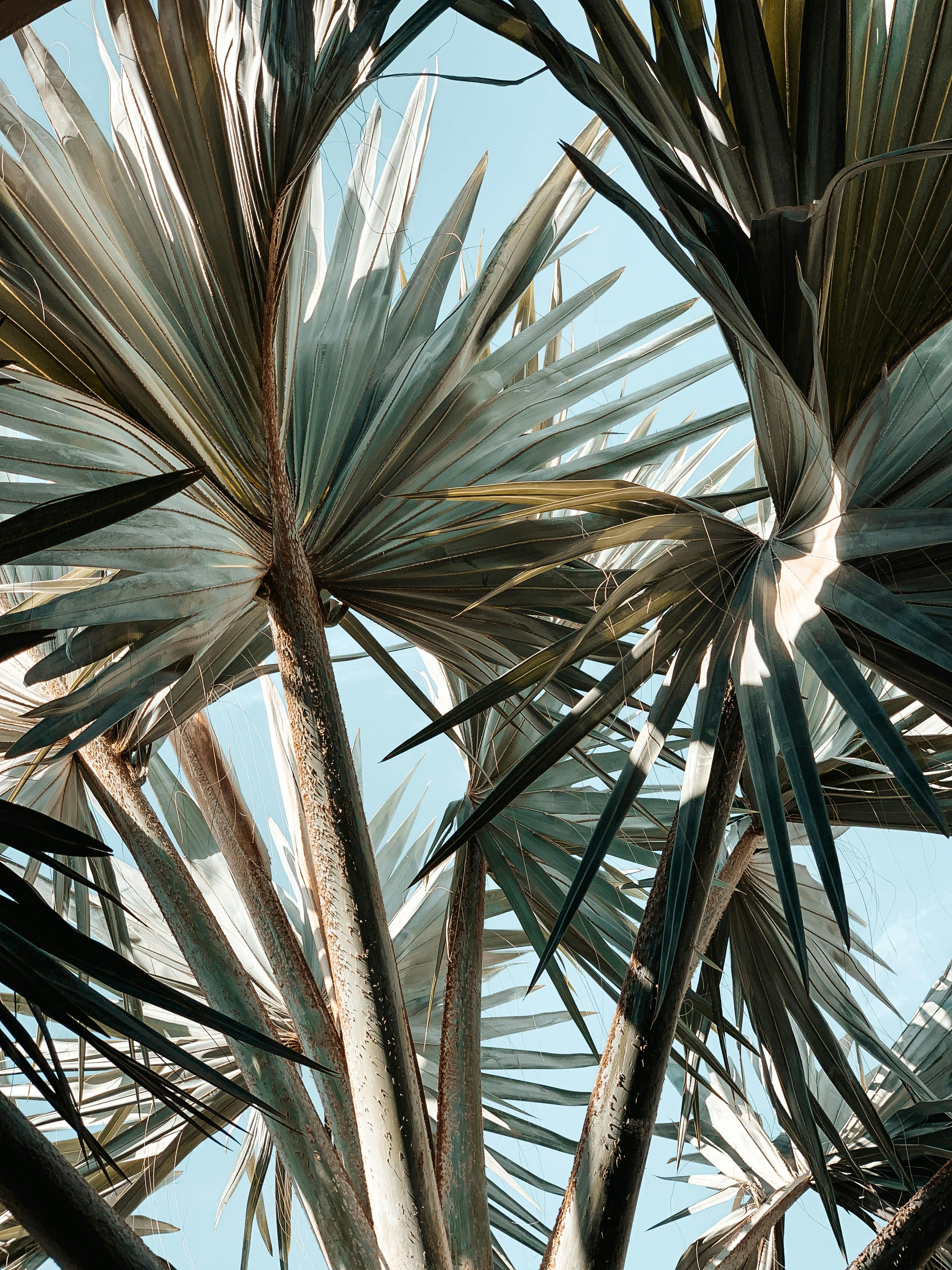 Photo of Palm Leaves During Daytime · Free Stock Photo