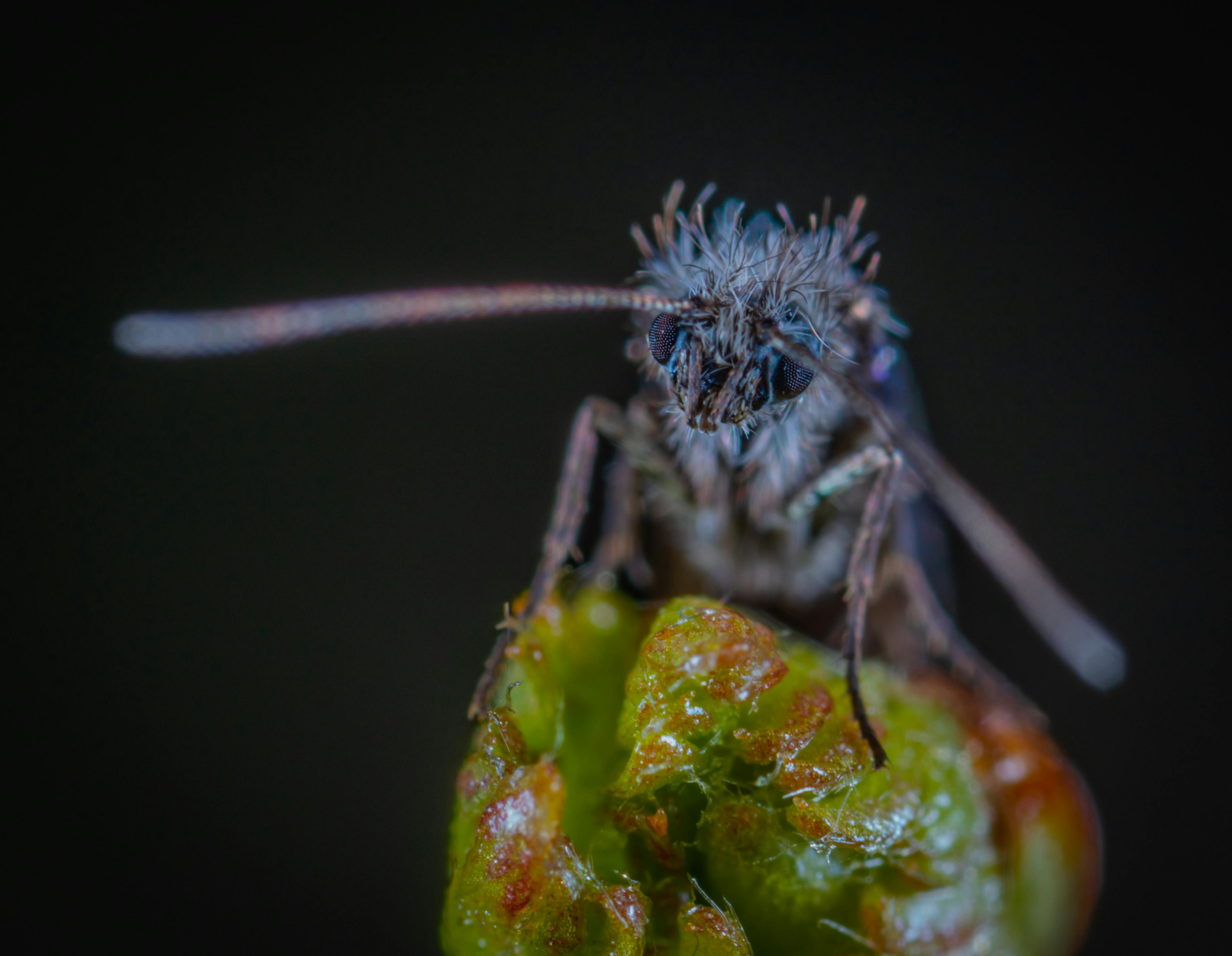 Macro Photography of Blue Moth · Free Stock Photo