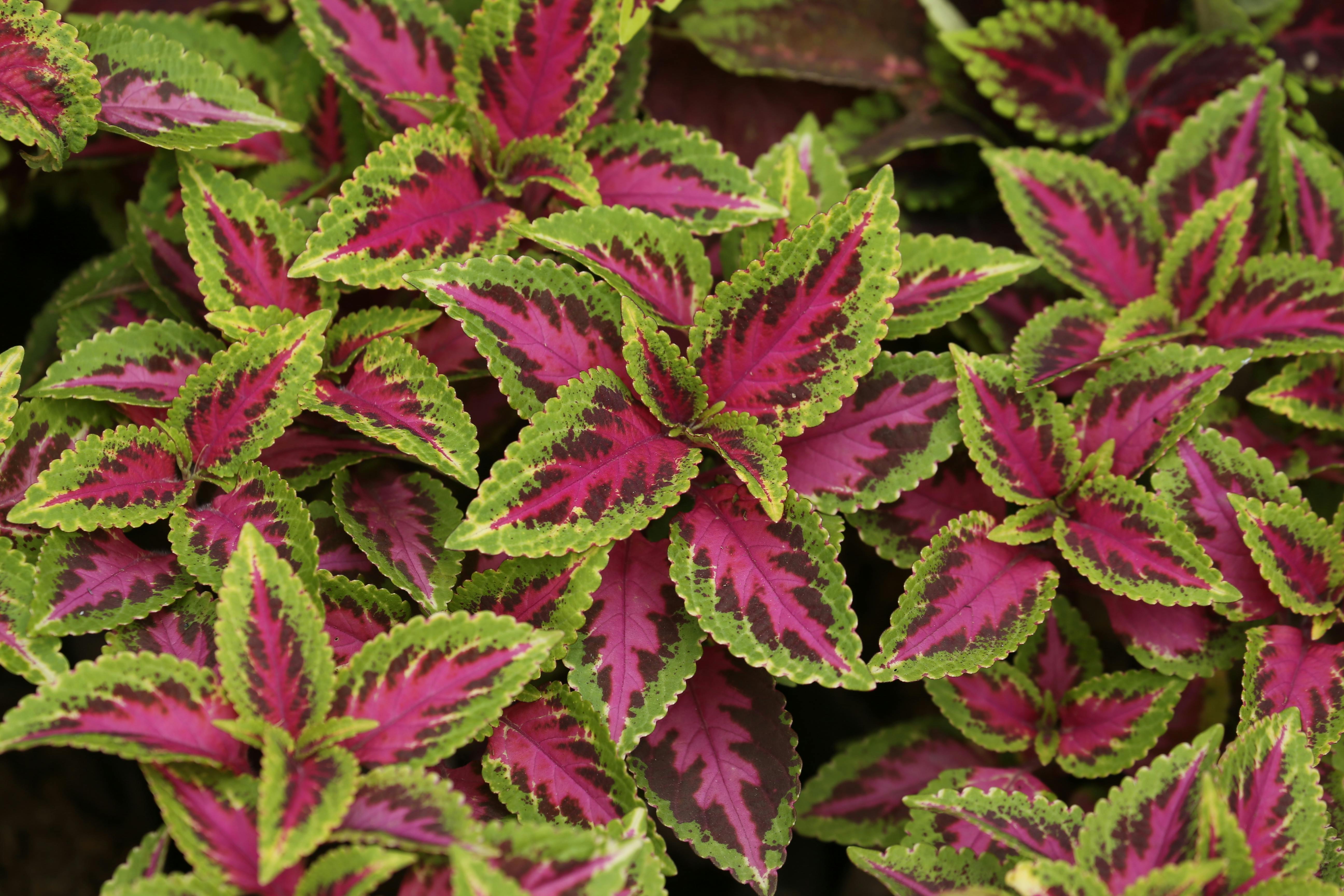 Coleus Photos, Download The BEST Free Coleus Stock Photos & HD Images