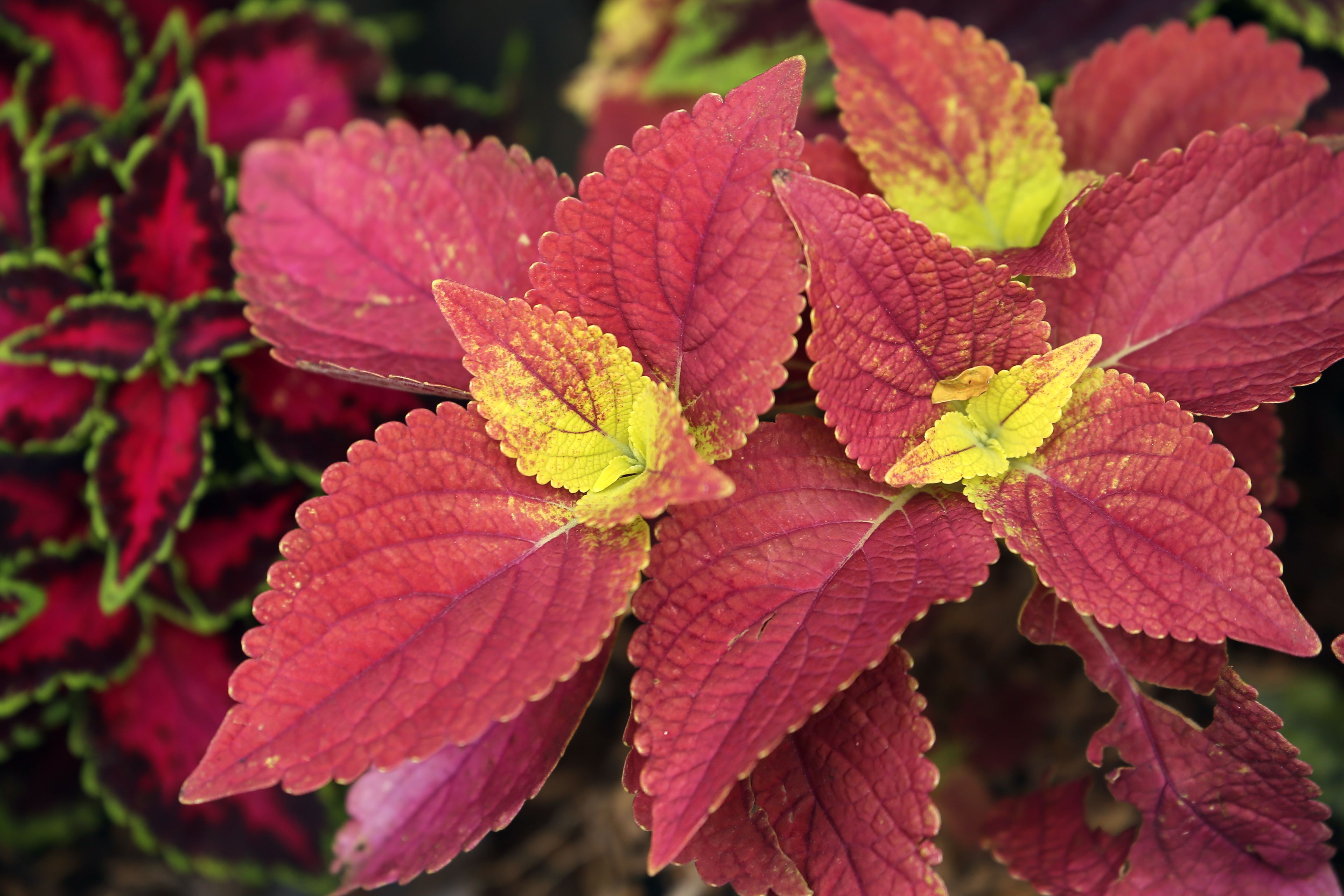 Coleus Photos, Download The BEST Free Coleus Stock Photos & HD Images