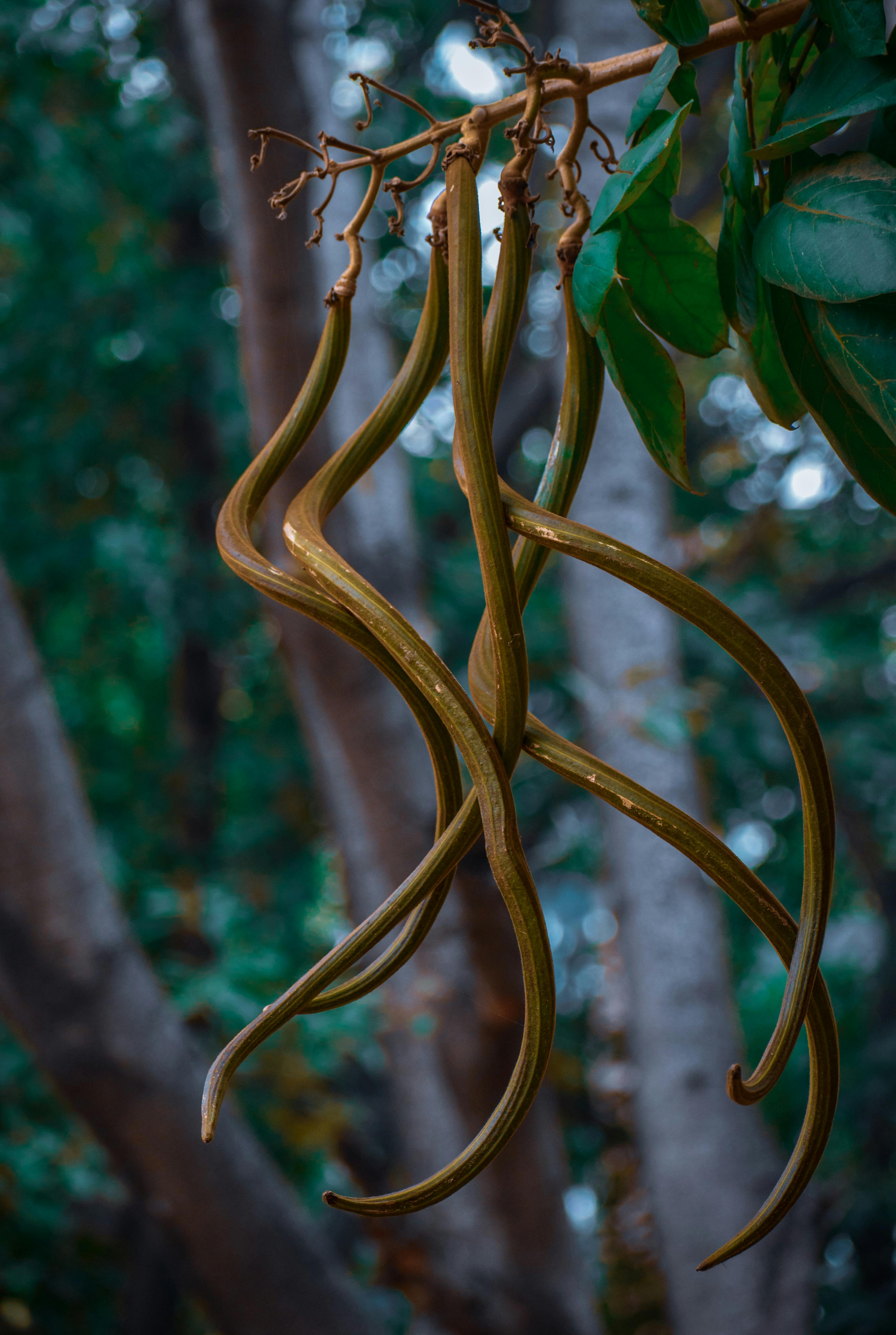 Snake Fruit Photos, Download The BEST Free Snake Fruit Stock Photos ...