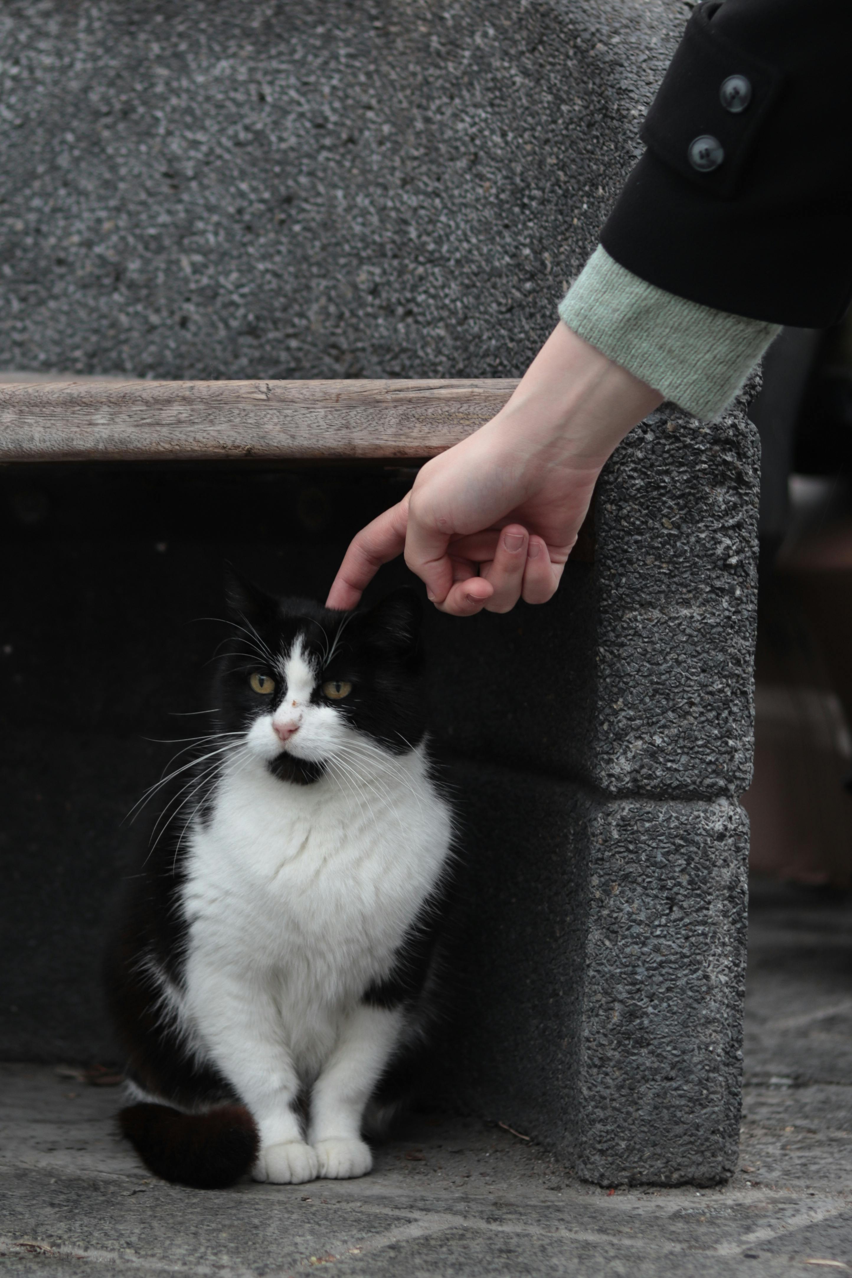 Person Touching a Cat · Free Stock Photo