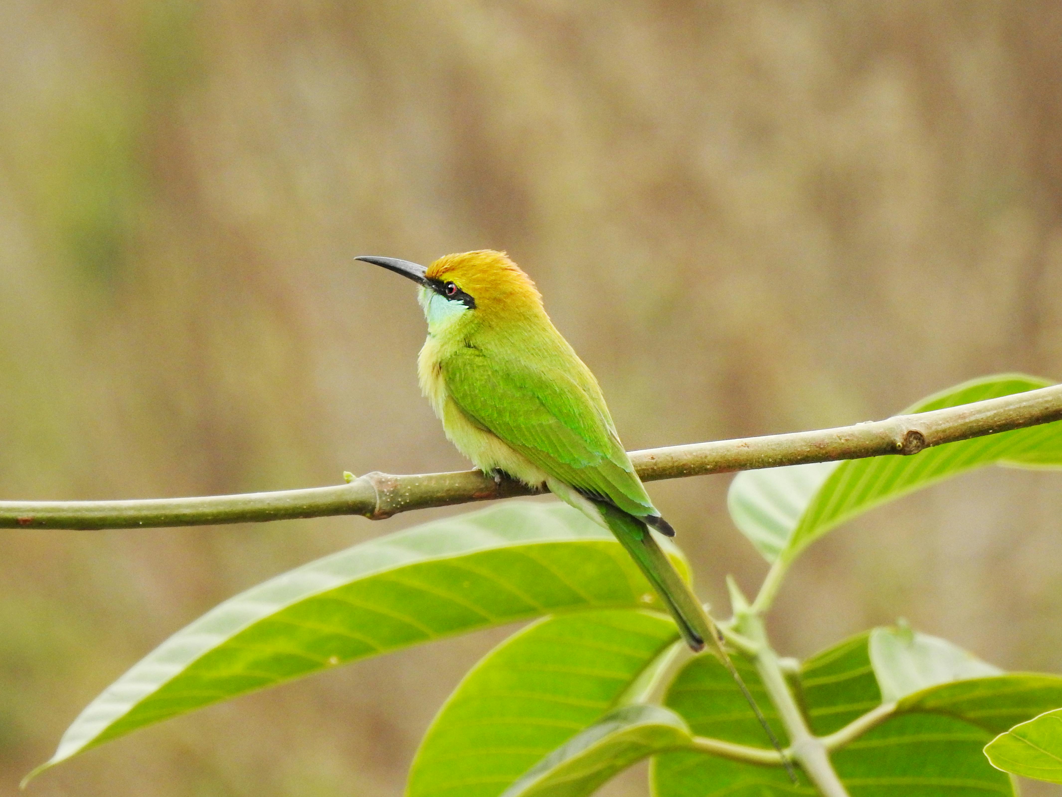 Bee Eater Photos, Download The BEST Free Bee Eater Stock Photos & HD Images