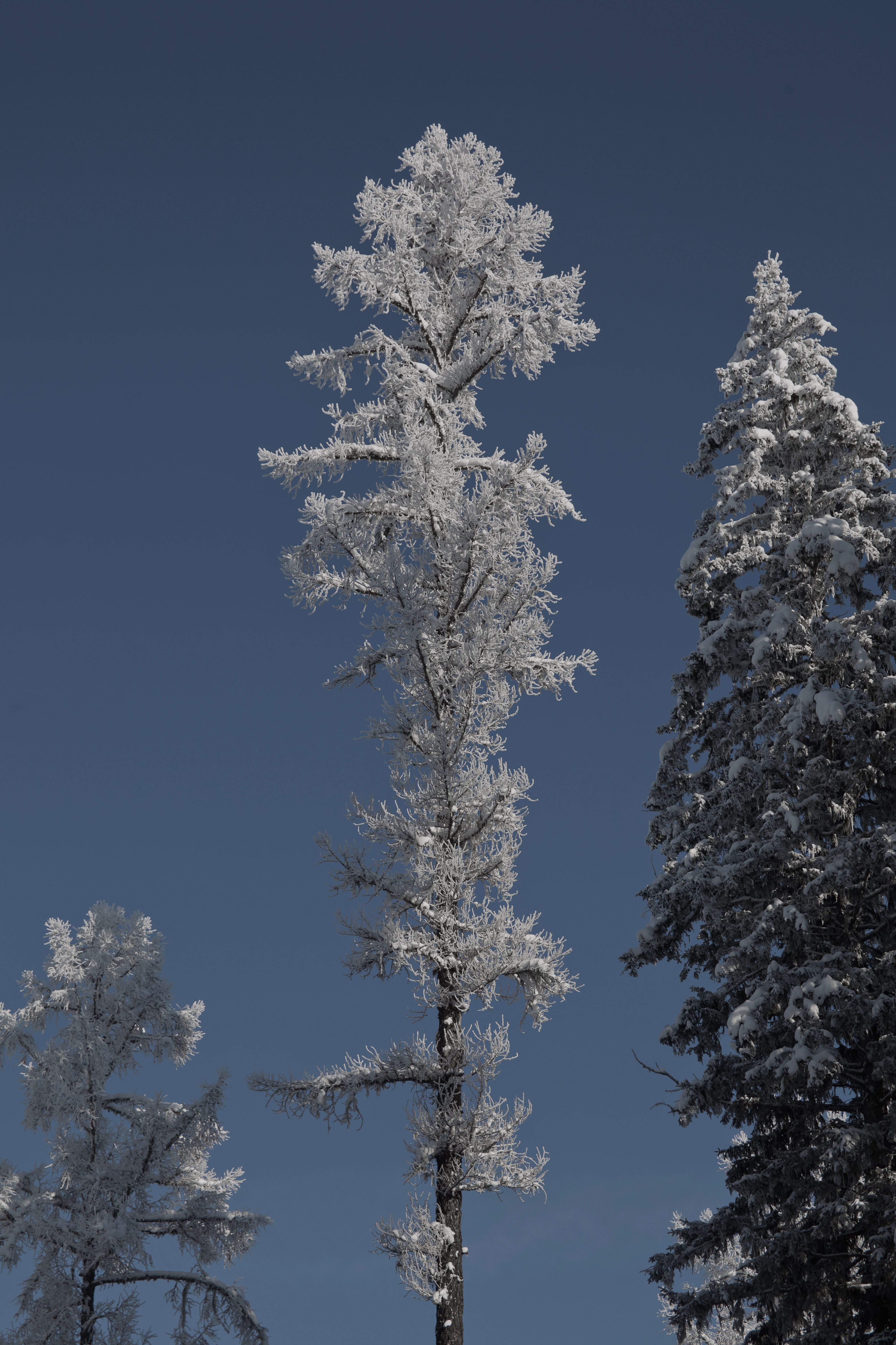 Trees in Frost against Blue Sky · Free Stock Photo