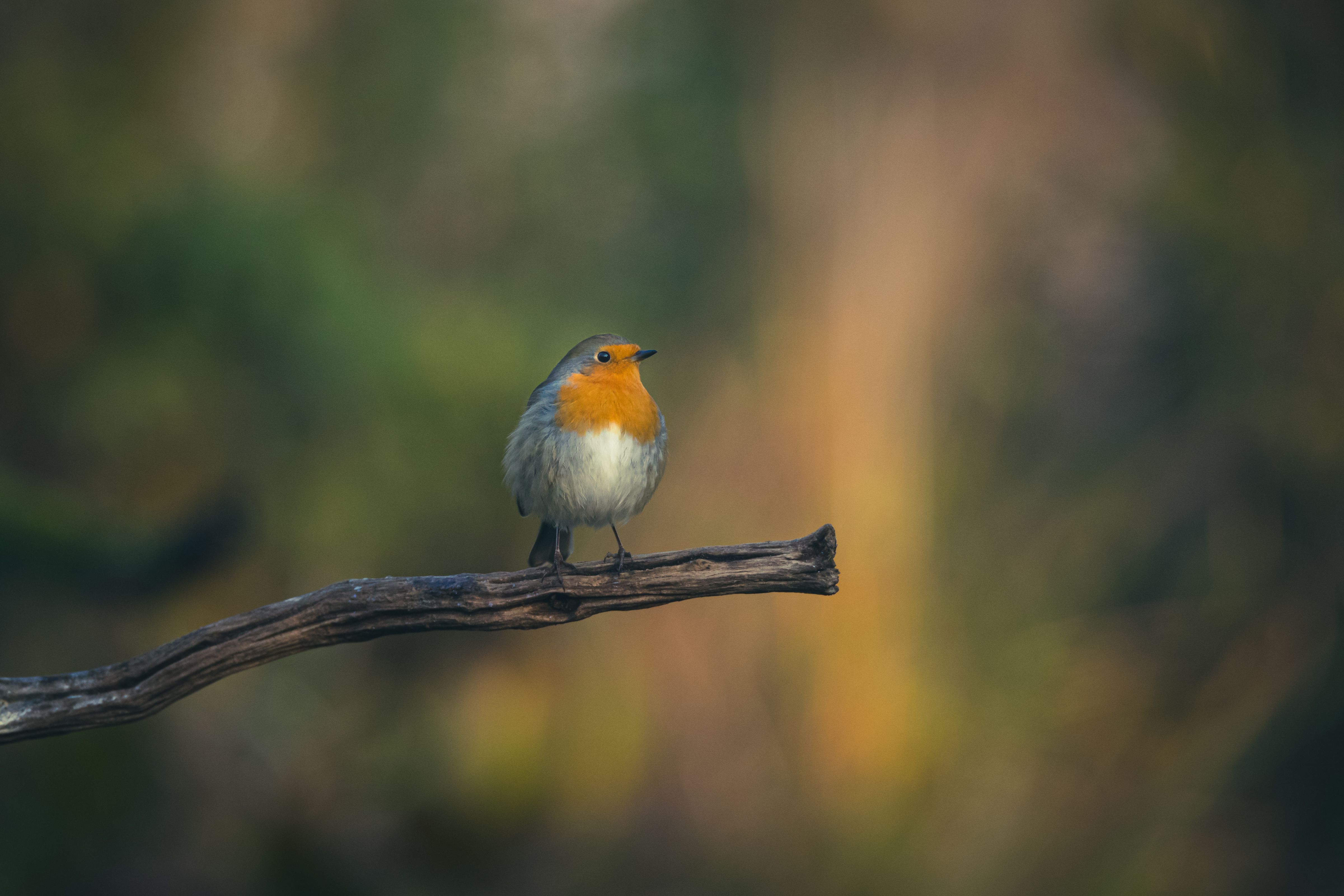 Close-Up Photograph of a European Robin Bird · Free Stock Photo