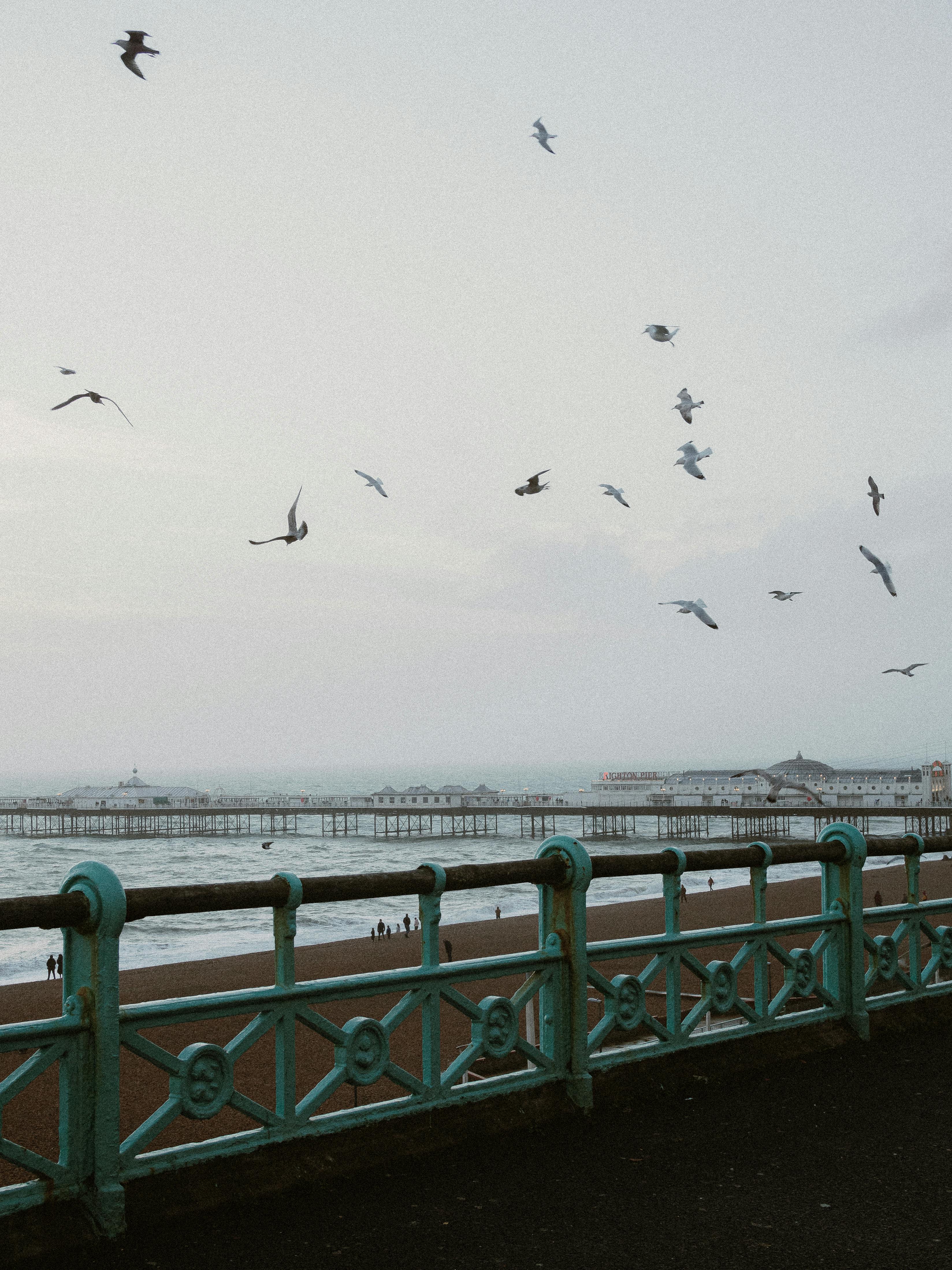 Bridge and Seagulls Flying over Water · Free Stock Photo