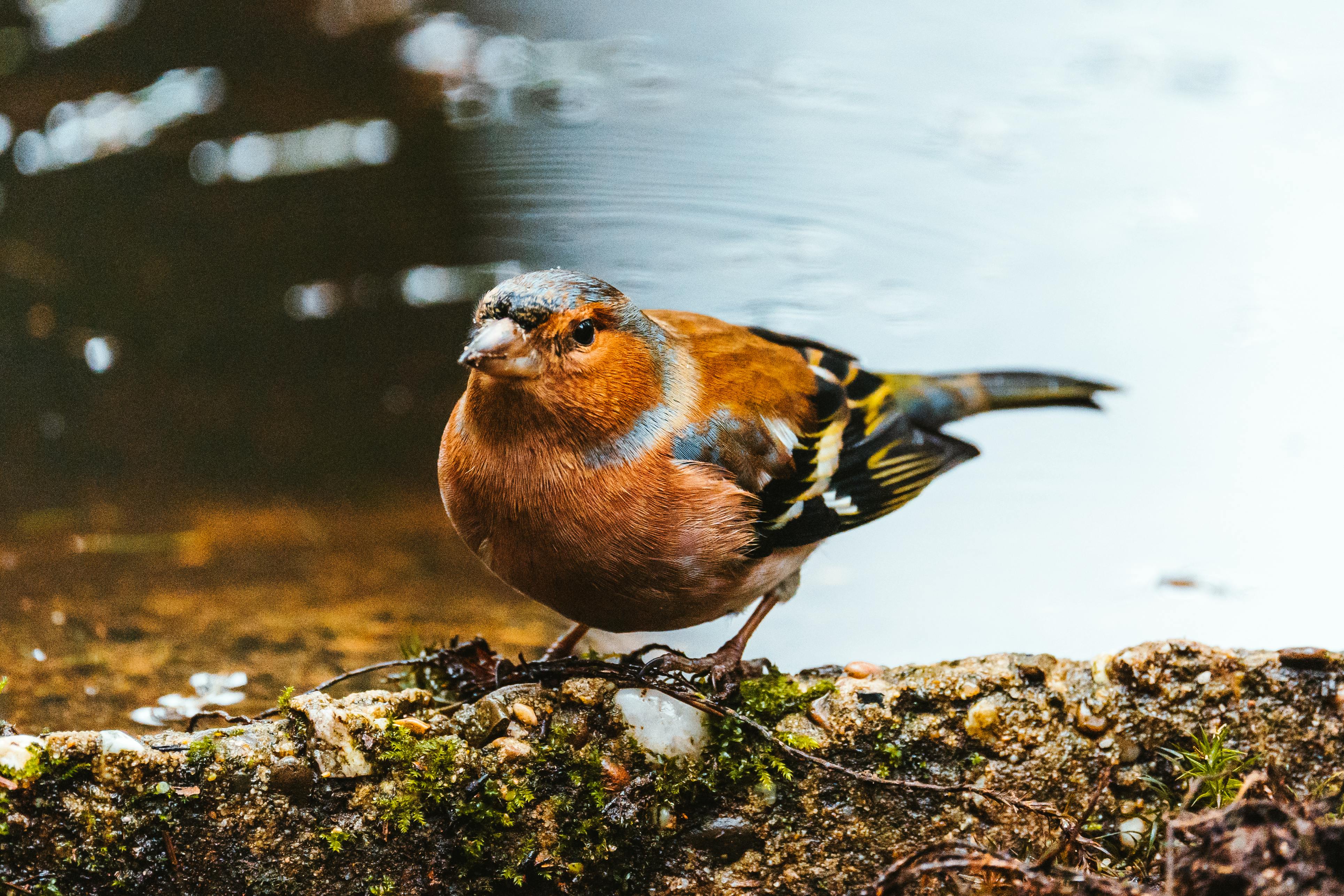 Close-Up Shot of a Bird · Free Stock Photo
