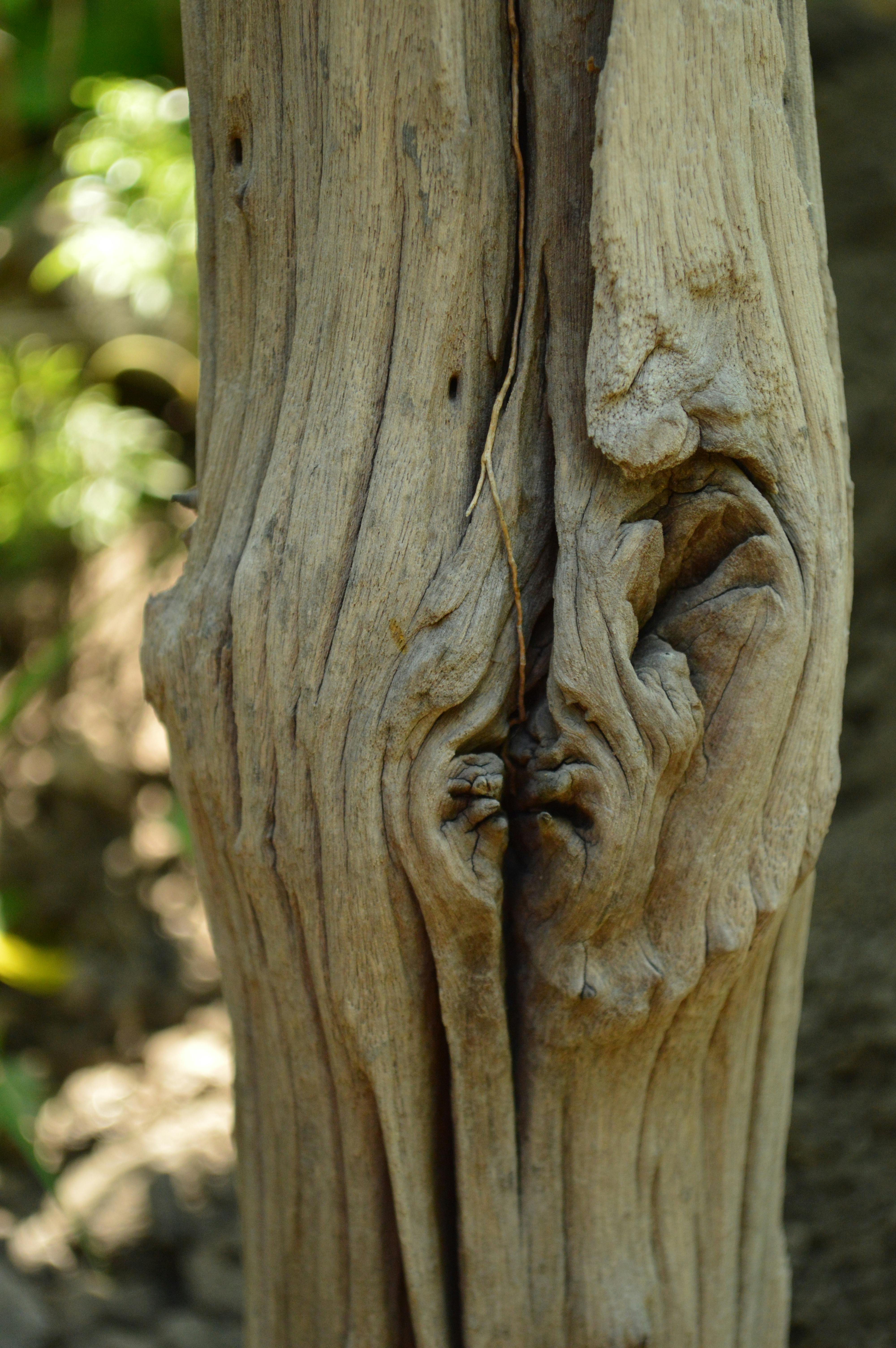 Tree Trunk in Close Up Photography · Free Stock Photo