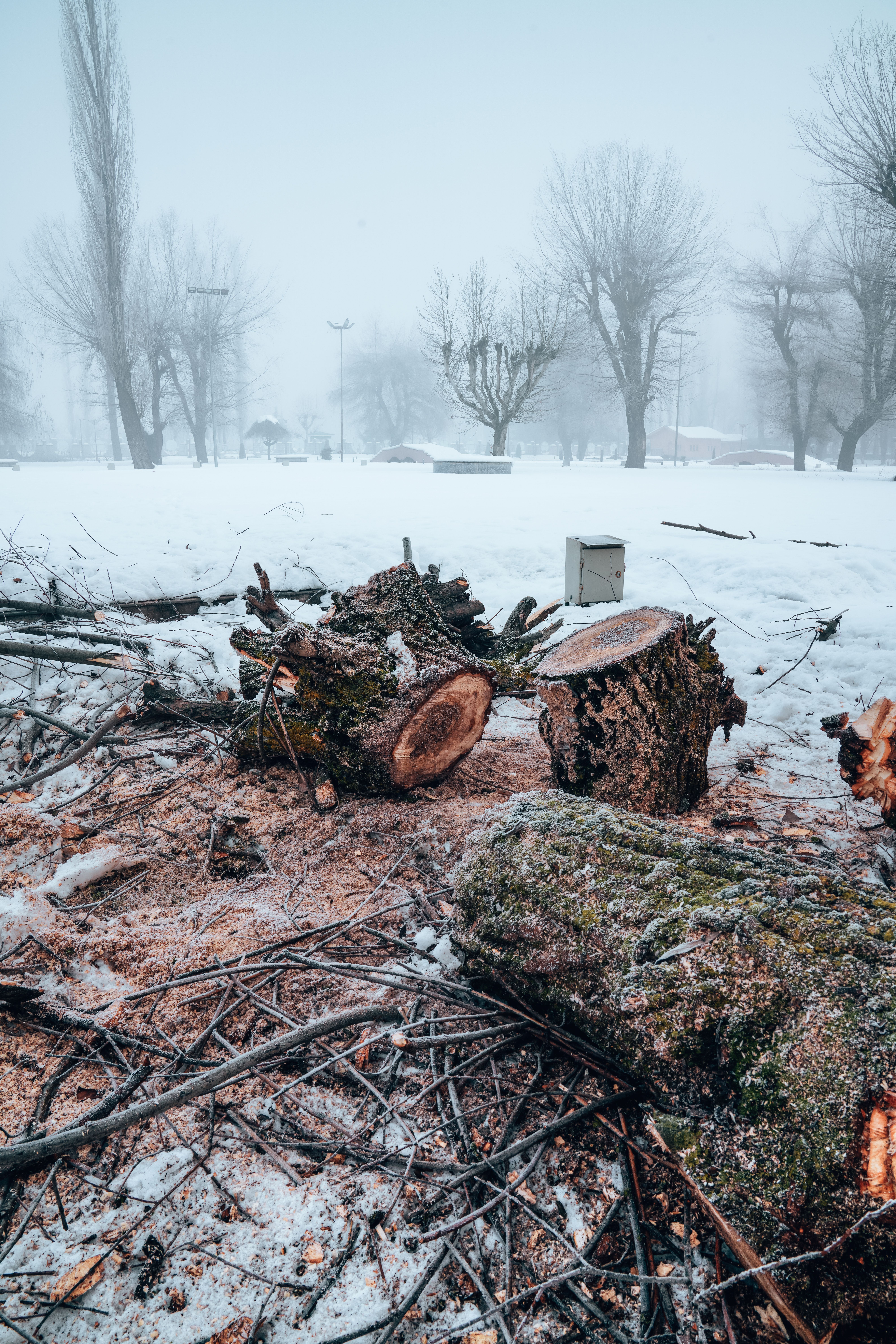 Cut Pieces of Tree · Free Stock Photo