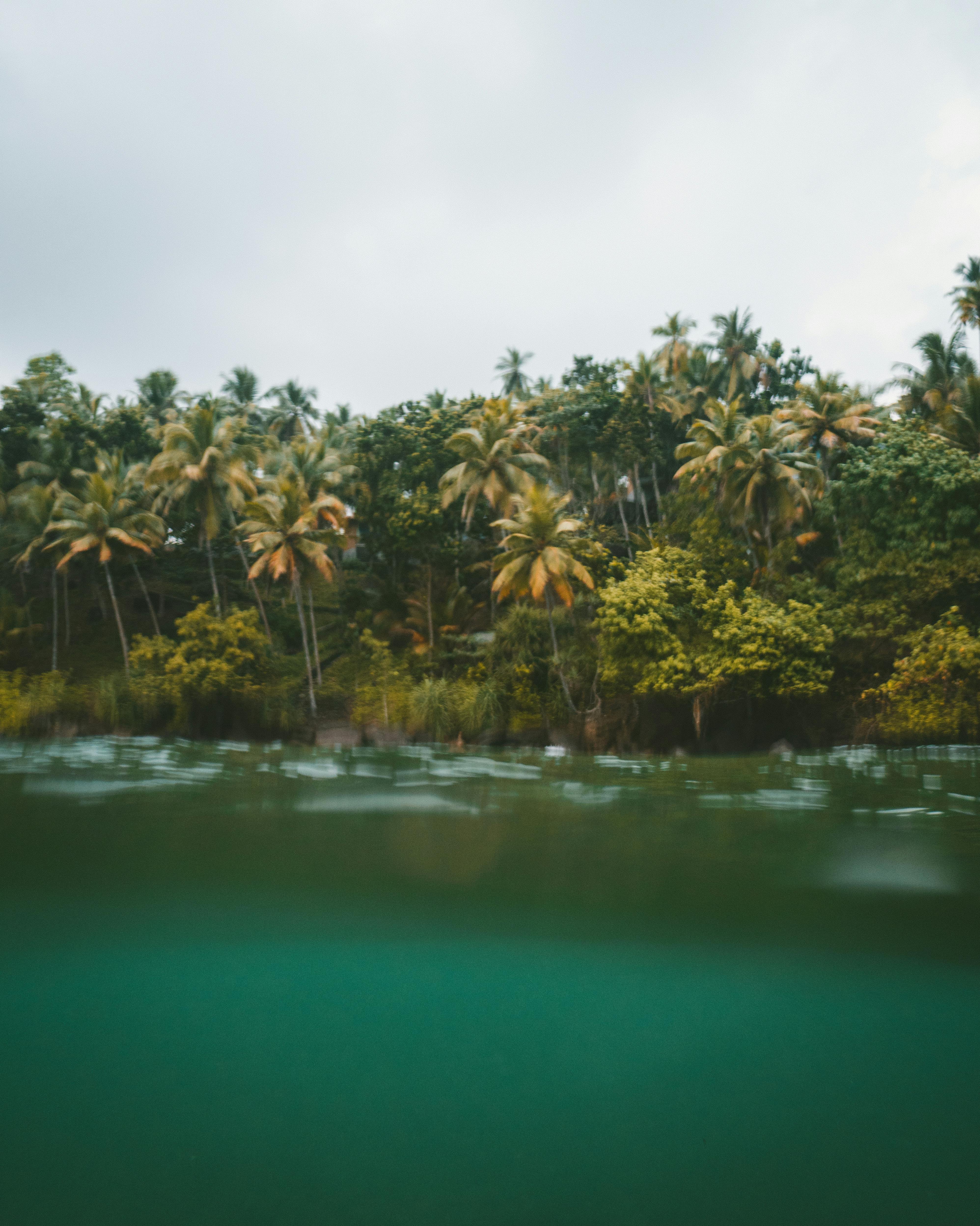 Green Trees Beside Body of Water · Free Stock Photo